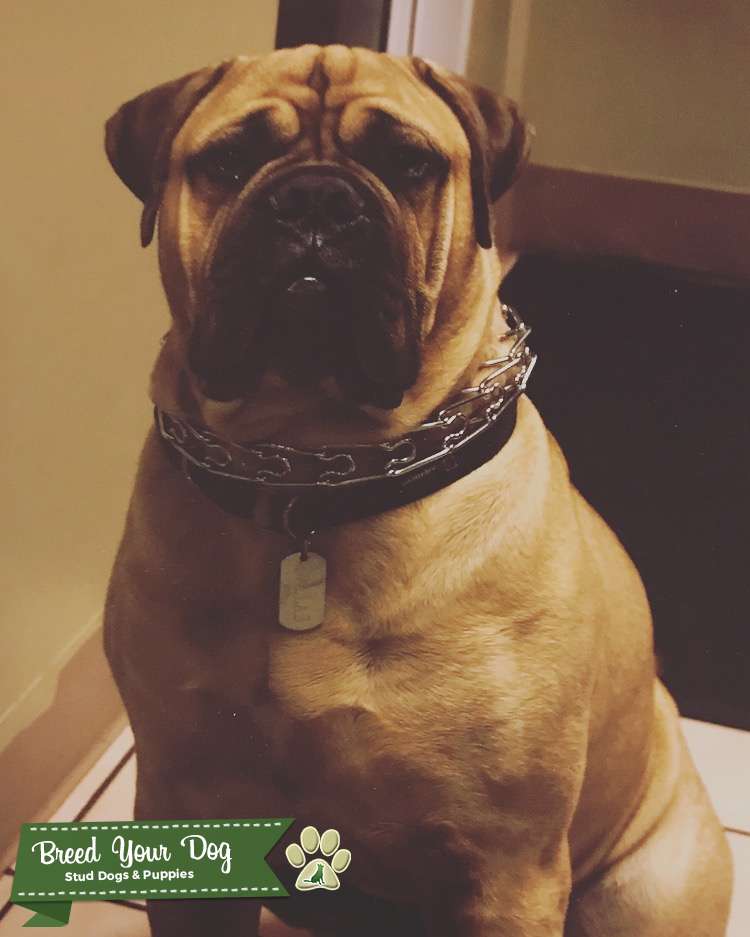 Handsome Bull Mastiff - Stud Dog Emmaus - Breed Your Dog