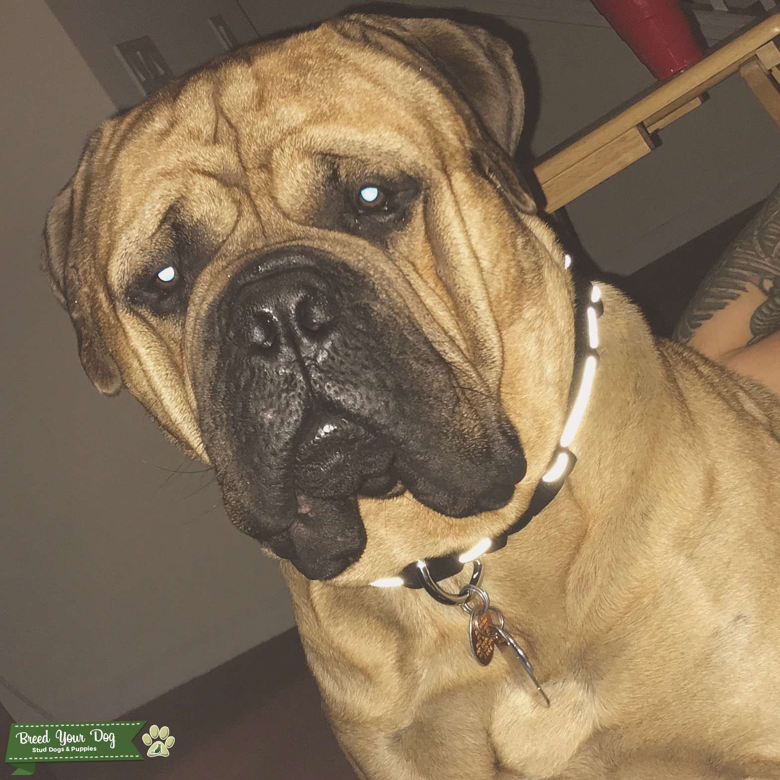 Handsome Bull Mastiff - Stud Dog Emmaus - Breed Your Dog
