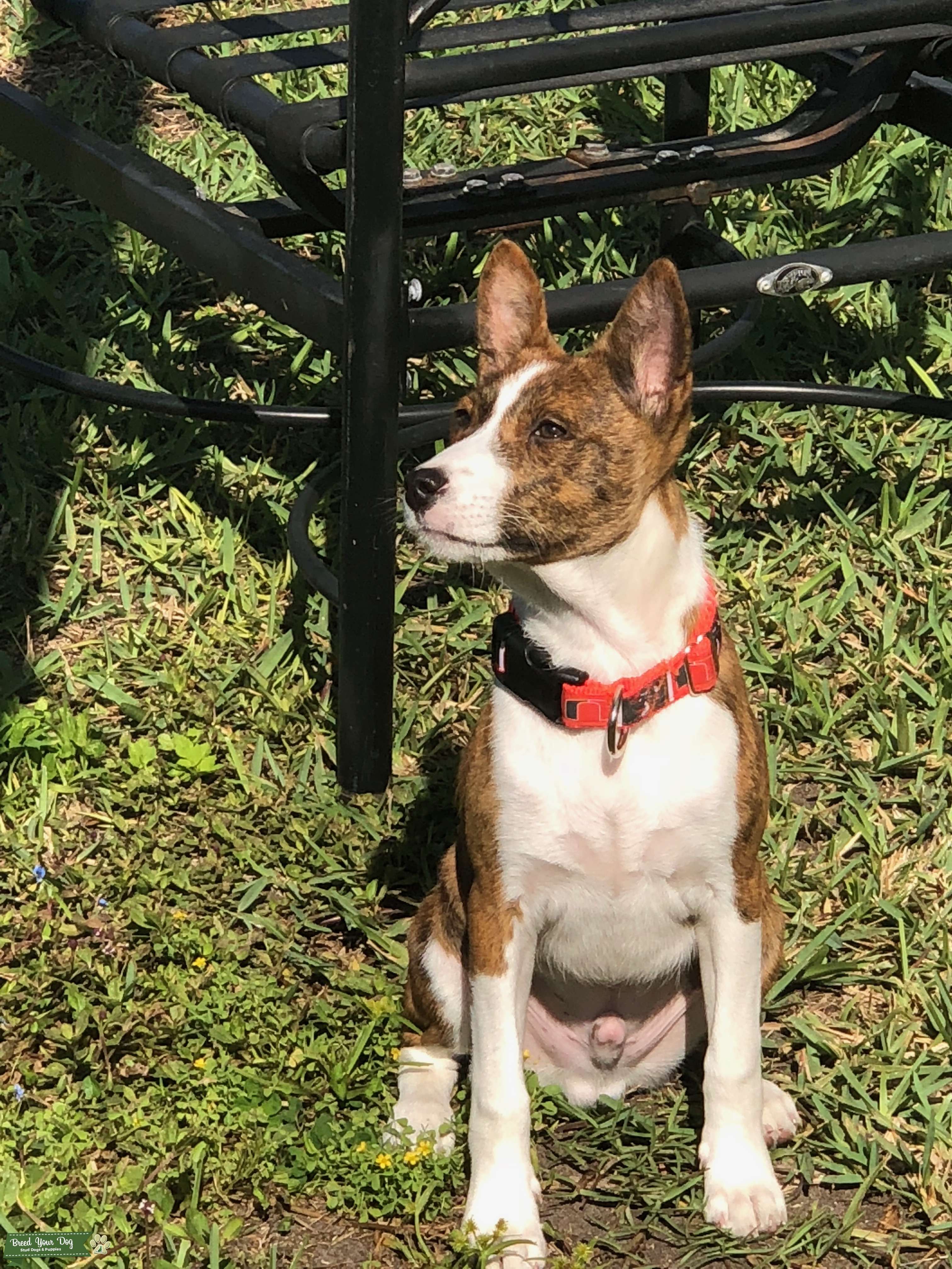 Stud Basenji - Stud Dog in Madeira Beach, the United States | Breed ...