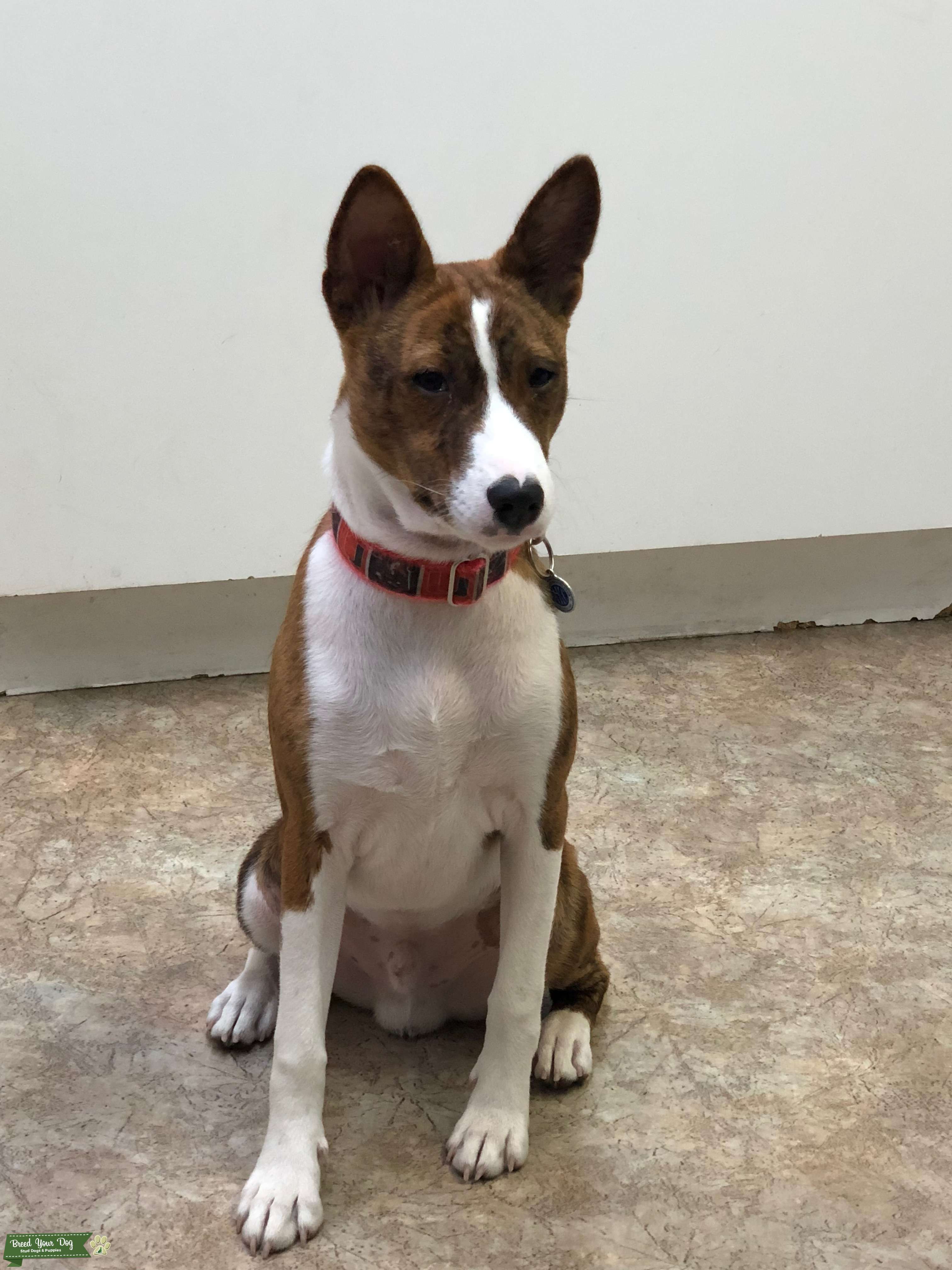Stud Basenji - Stud Dog in Madeira Beach, the United States | Breed ...