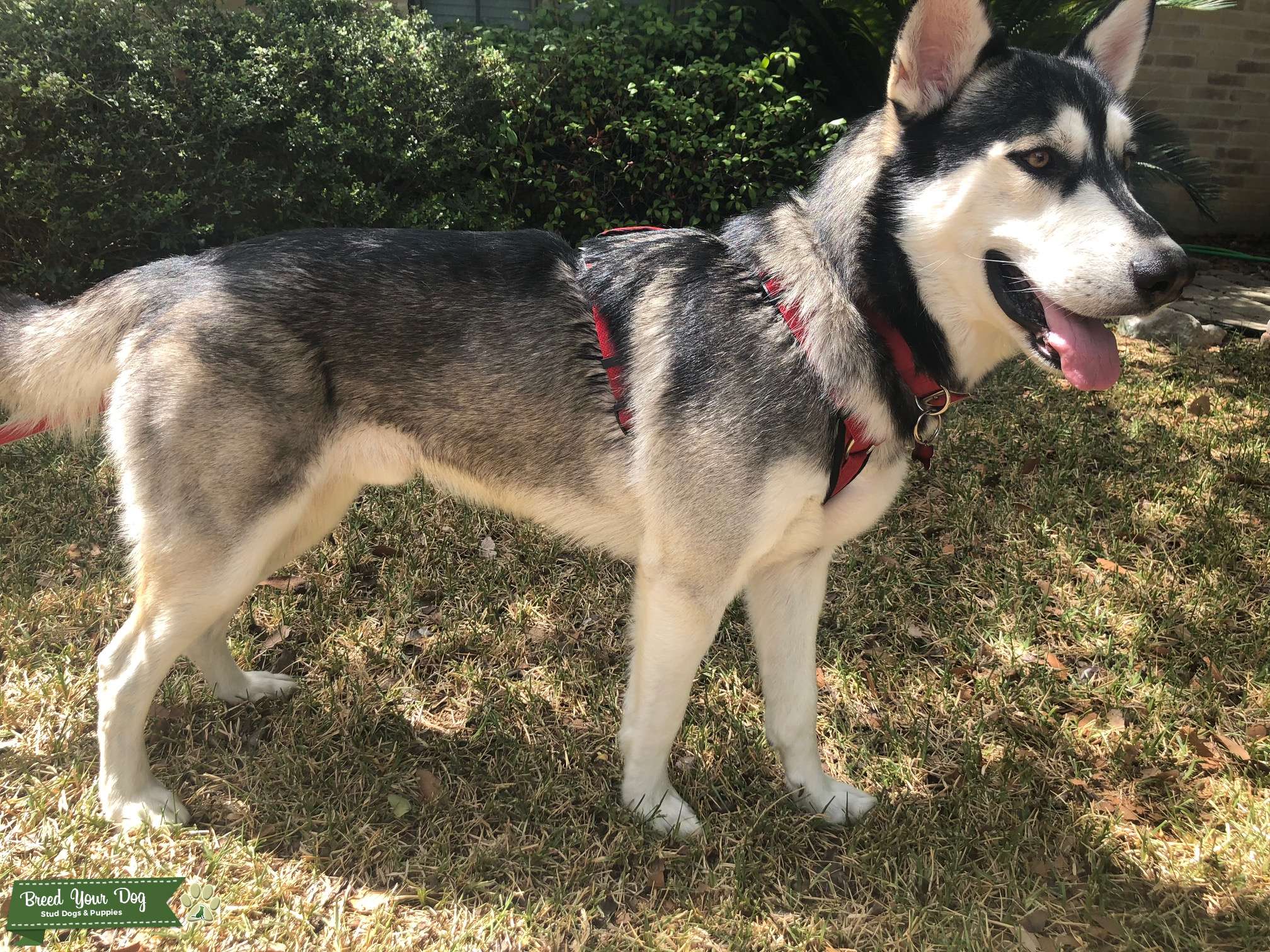 Siberian Husky Stud - Stud Dog in TX, the United States | Breed Your Dog