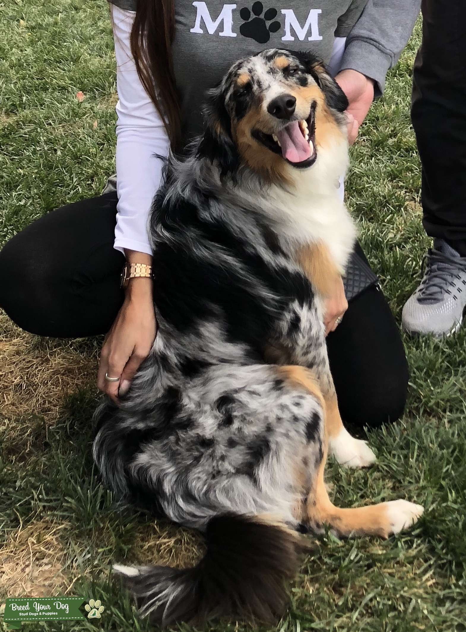 MINI AUSSIE STUD - Stud Dog in Nevada, United States | Breed Your Dog