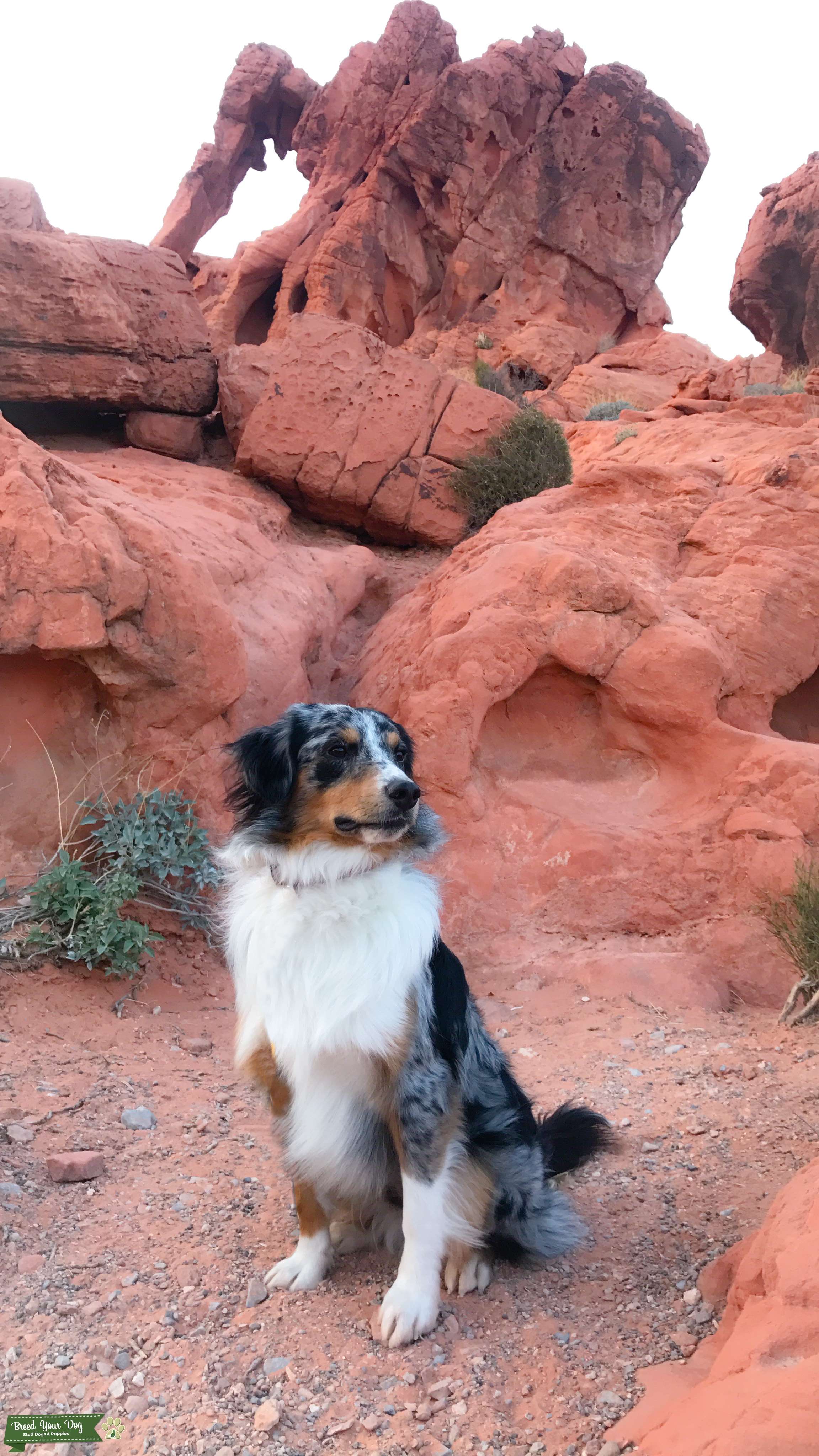 MINI AUSSIE STUD - Stud Dog in Nevada, United States | Breed Your Dog