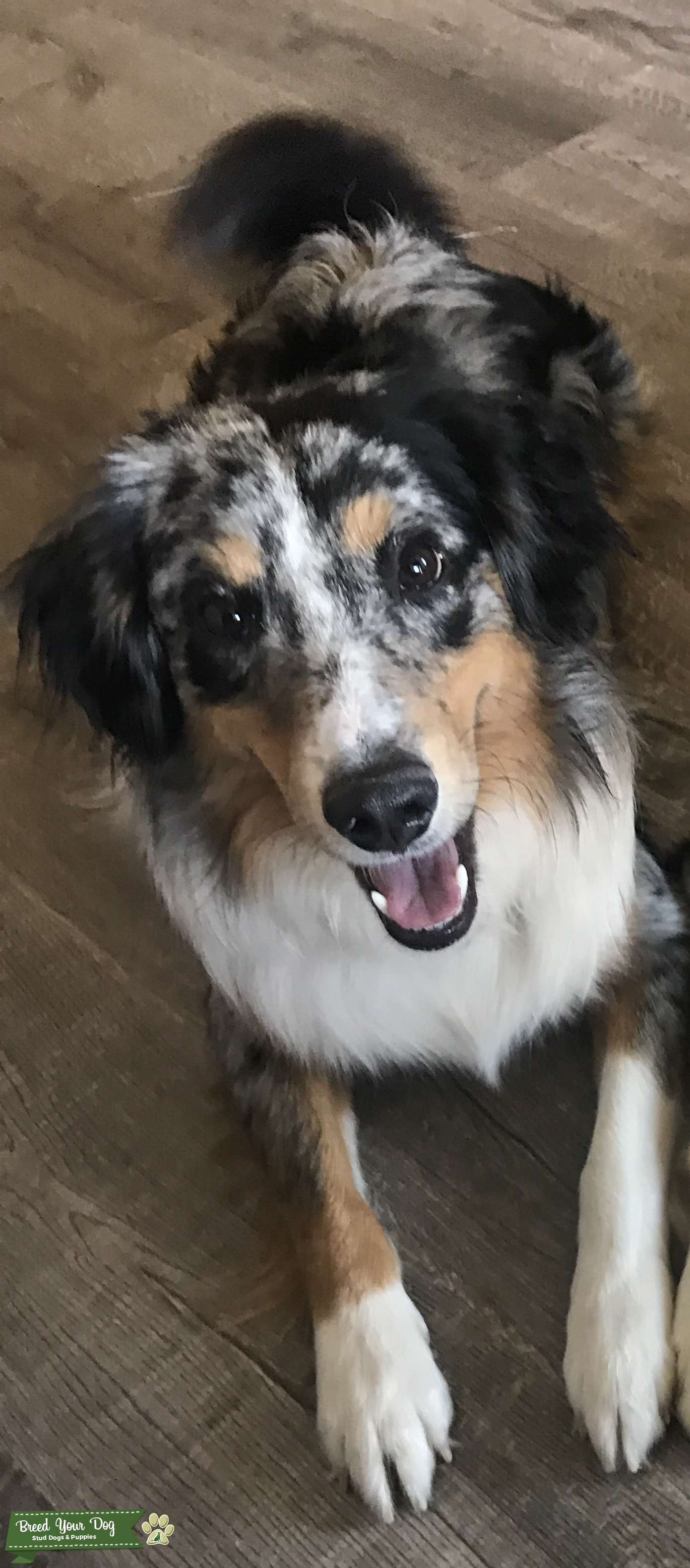 MINI AUSSIE STUD - Stud Dog in Nevada, United States | Breed Your Dog