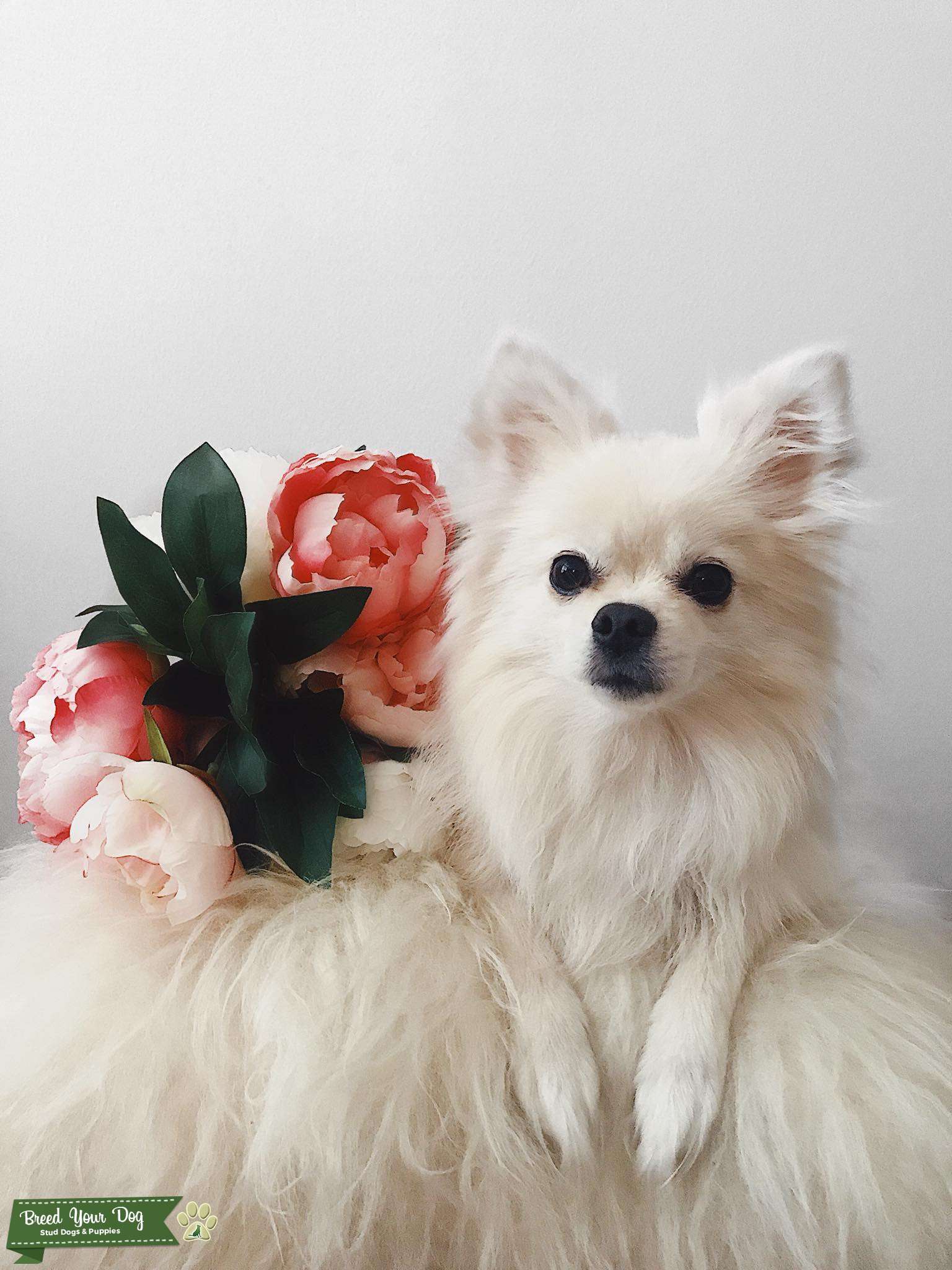 Breeding Female Pomeranian Mix - Stud Dog in DFW Area, the United ...