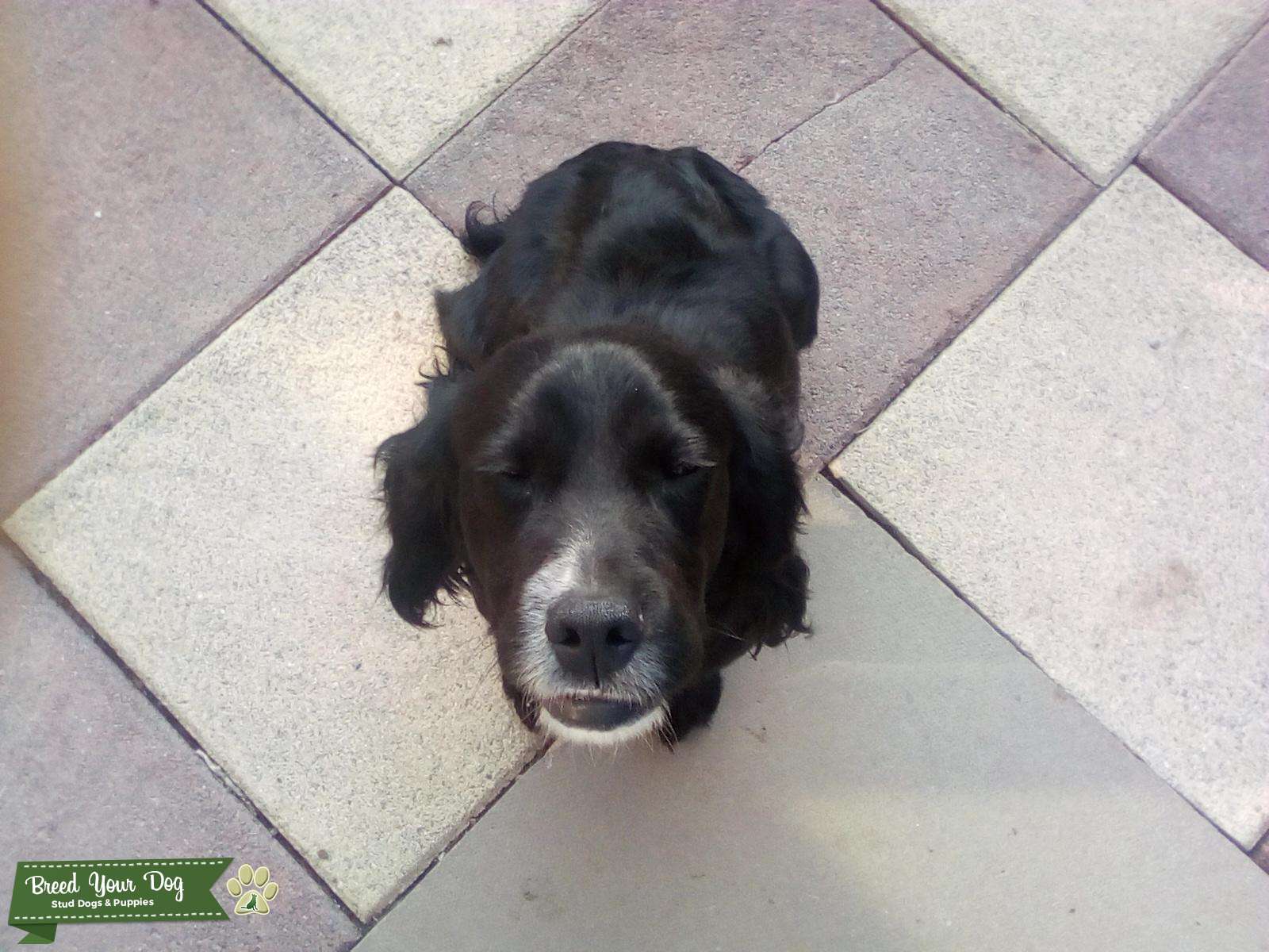 Stud Dog - Male black cocker spaniel - Breed Your Dog