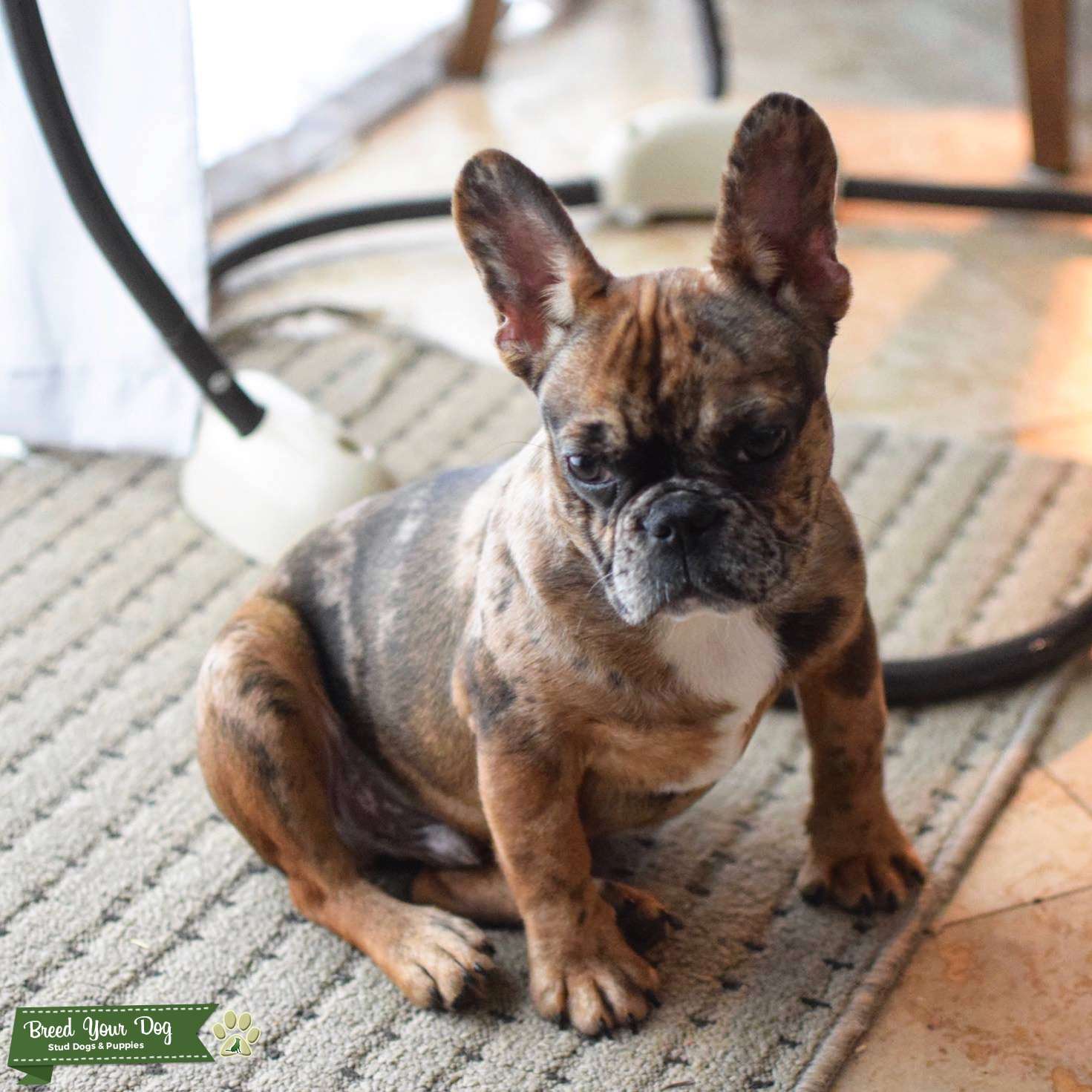 RARE Sable Merle AKC - ay/at Mm Dd no pied - Natural Breeder - Stud Dog ...