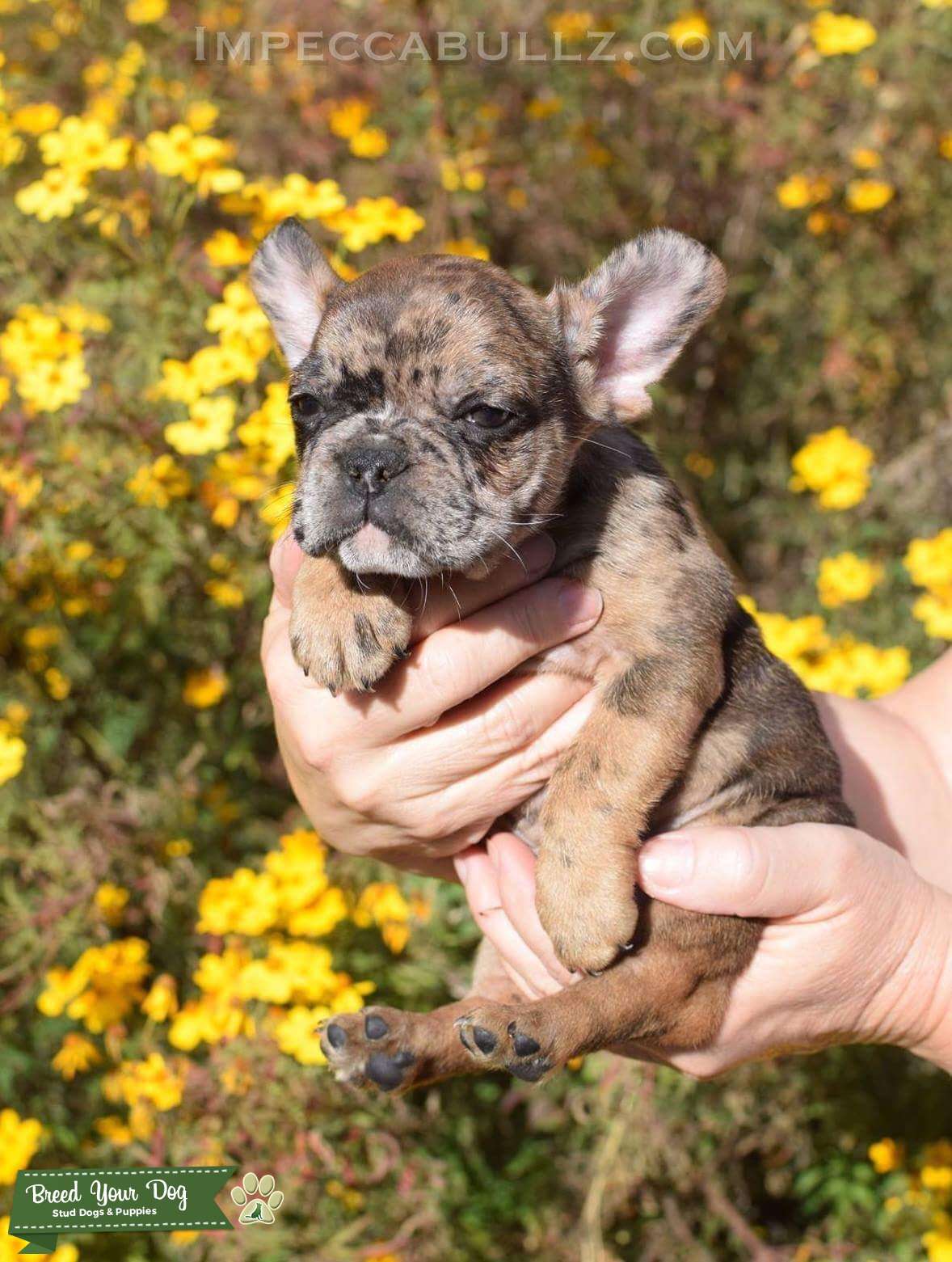 RARE Sable Merle AKC - ay/at Mm Dd no pied - Natural Breeder - Stud Dog ...