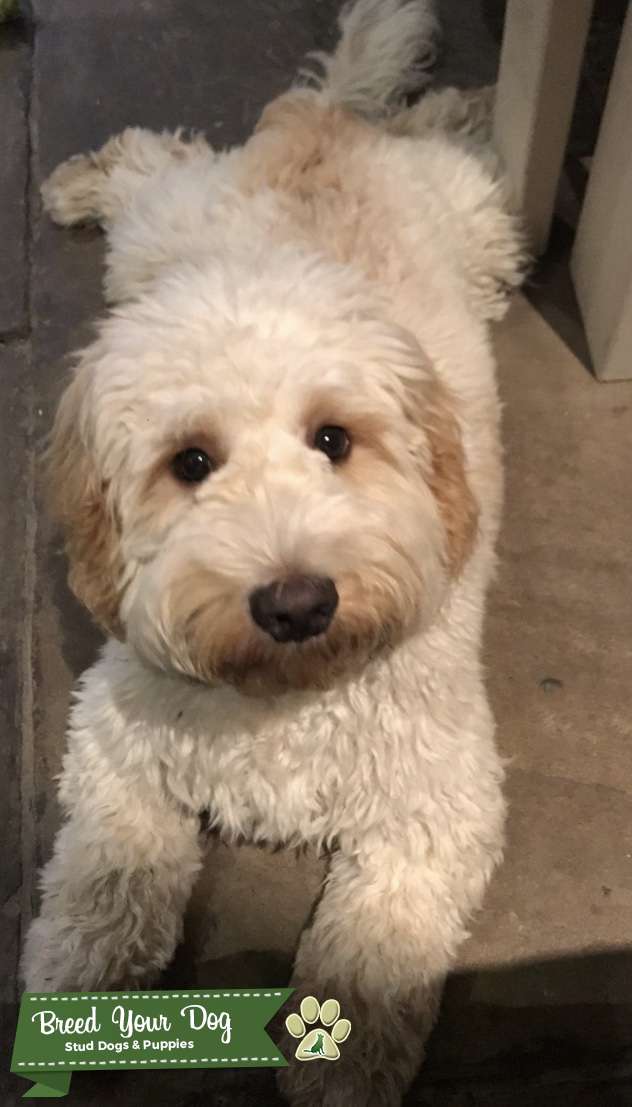 Male cockapoo for stud - Stud Dog in Barnsley, South Yorkshire, the ...