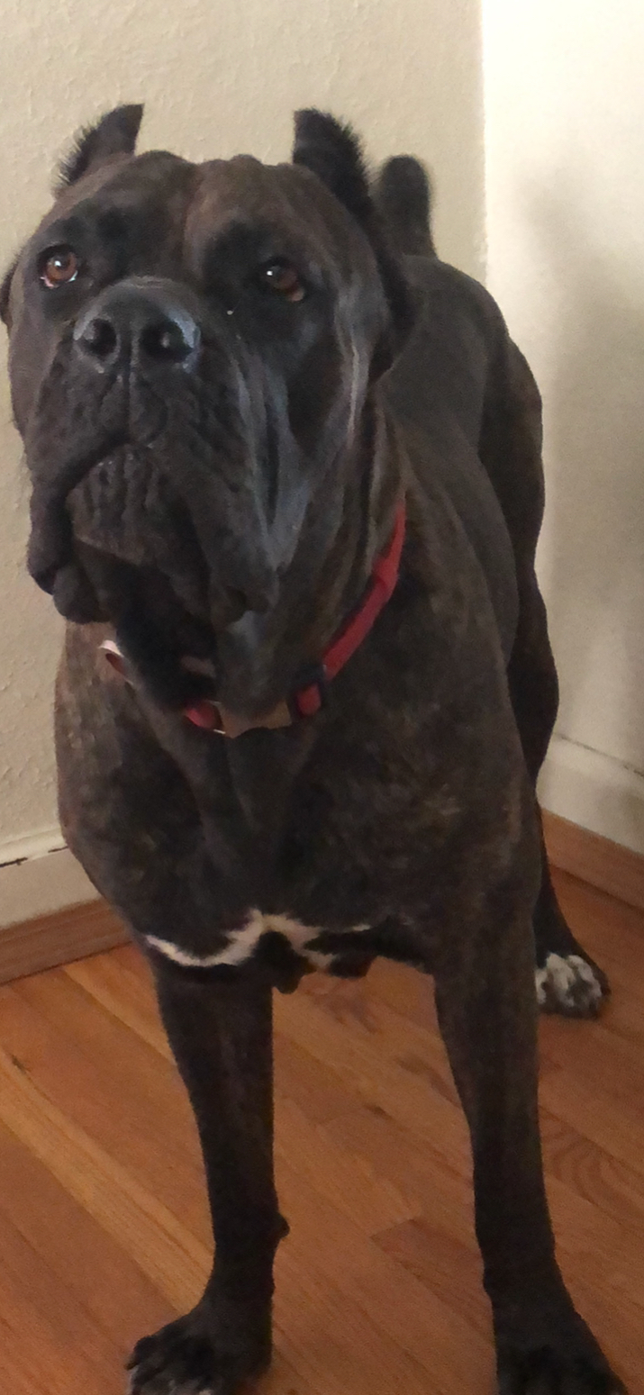 SUPER ATHLETIC!!!!!!!!! Cane Corso Stud /Champion Grandfather/Brown ...