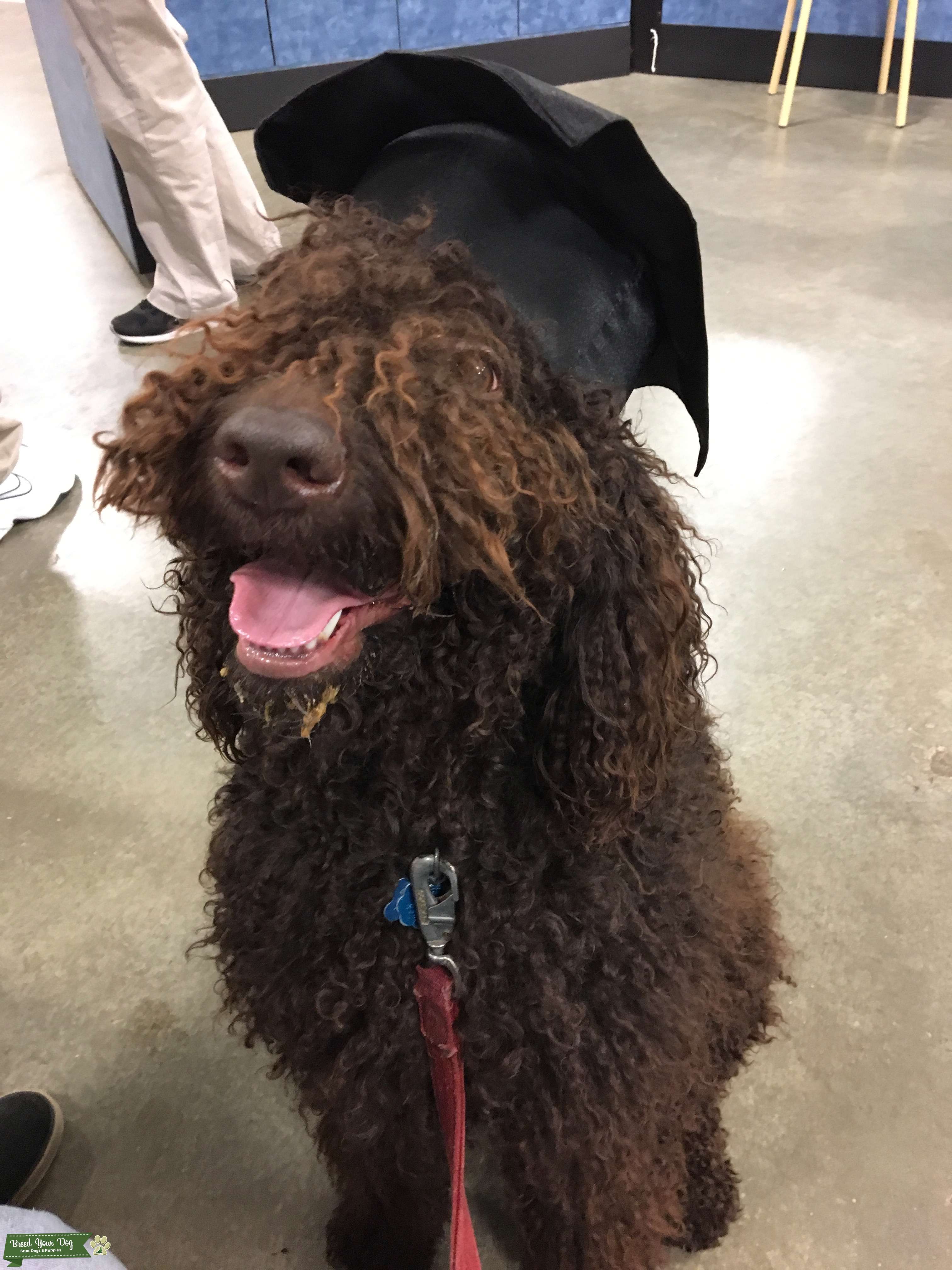 Chocolate Standard Poodle looking for female Golden or Labrador ...
