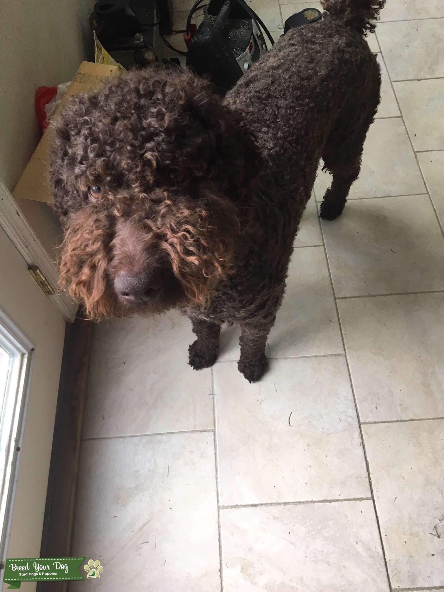 Chocolate Standard Poodle looking for female Golden or Labrador ...