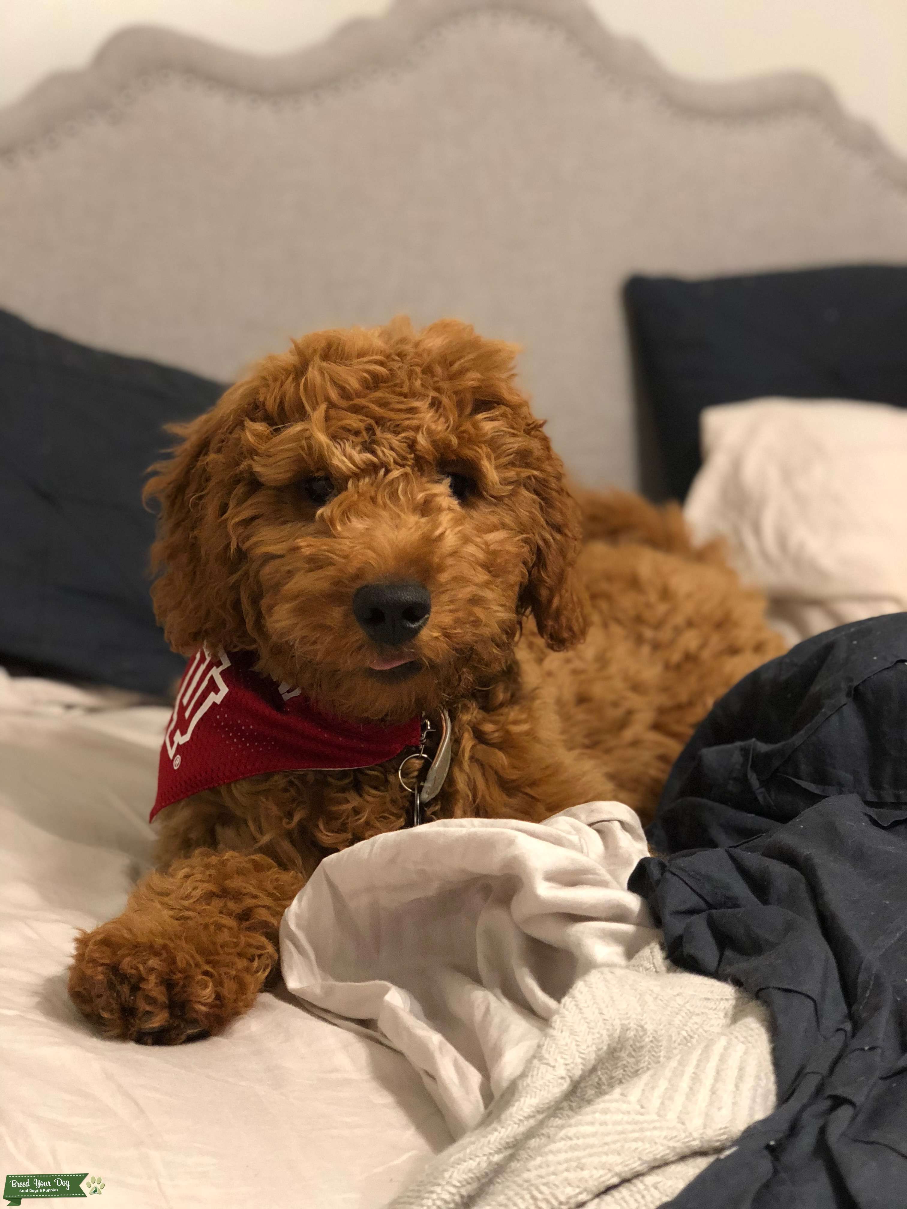 F1B Standard Goldendoodle - Stud Dog in IN, the United States | Breed ...