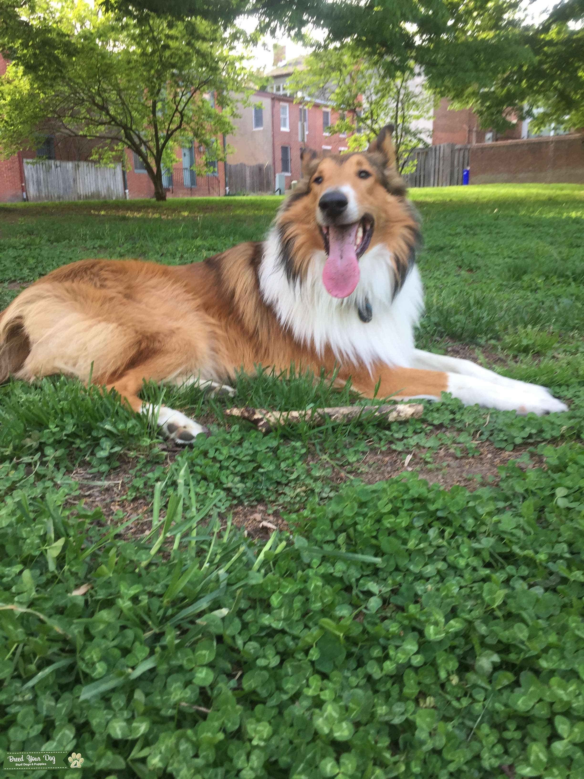 Collie for Stud - Stud Dog in Baltimore, United States | Breed Your Dog