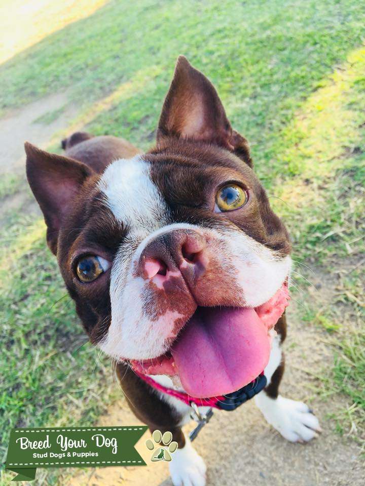 Boston Terrier Seal - Stud Dog in California, the United States | Breed ...