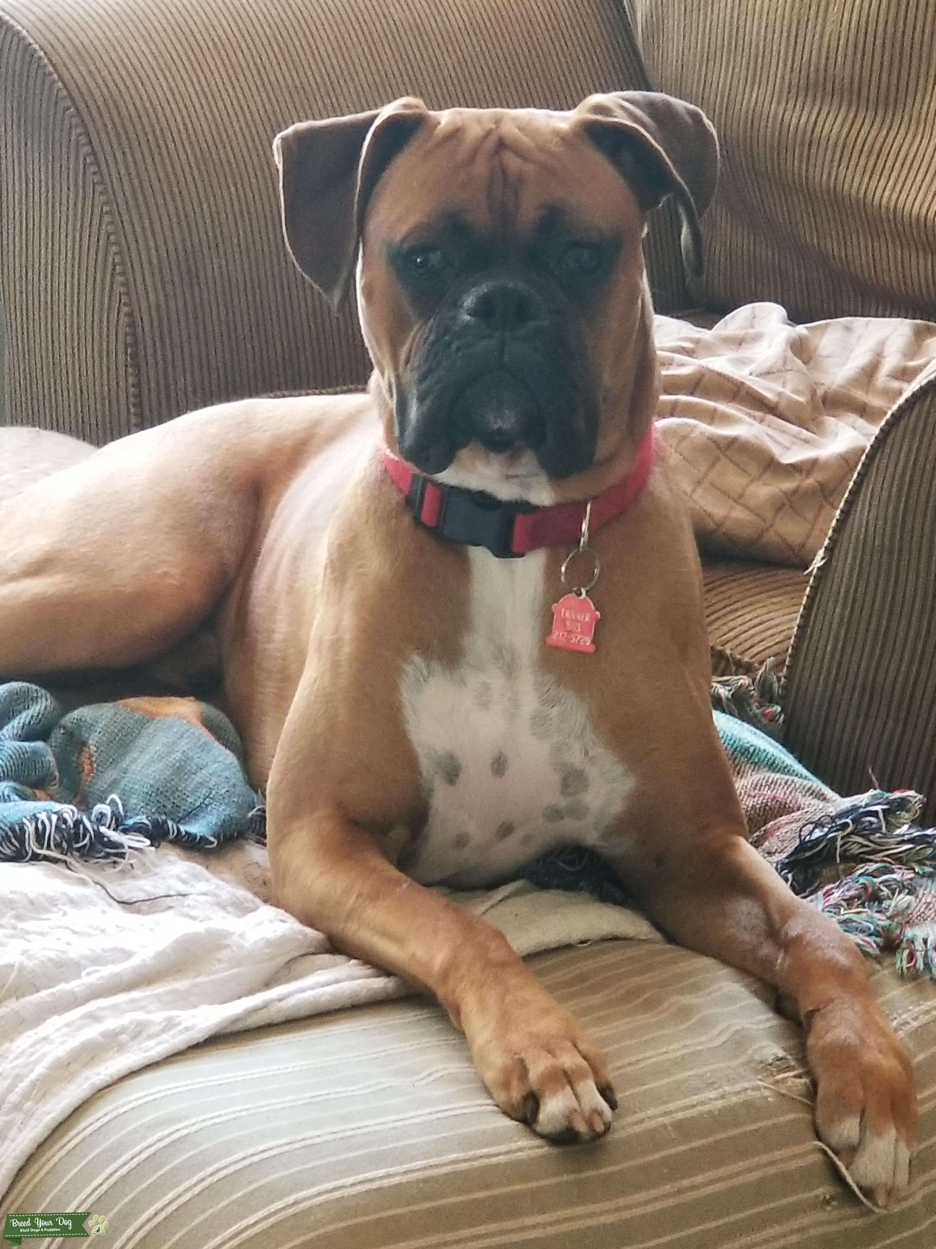 Stud Boxer looking to mate with a black and white female - Stud Dog in ...