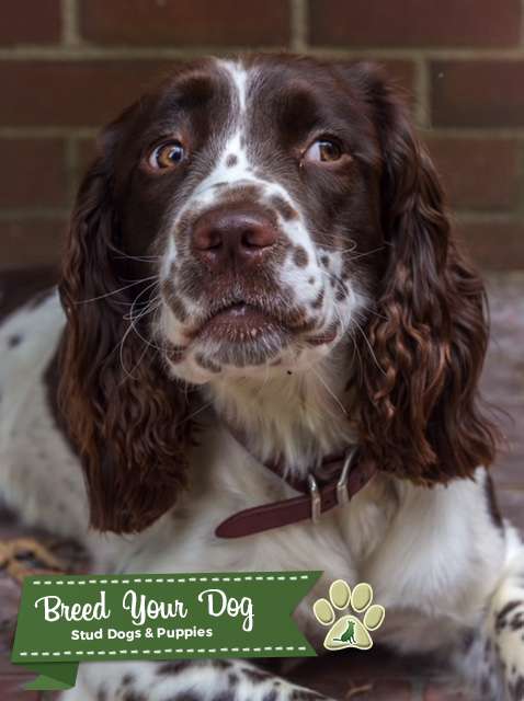 Englist Springer Spaniel Gorgeous Male - Stud Dog in Pennsylvania, the ...