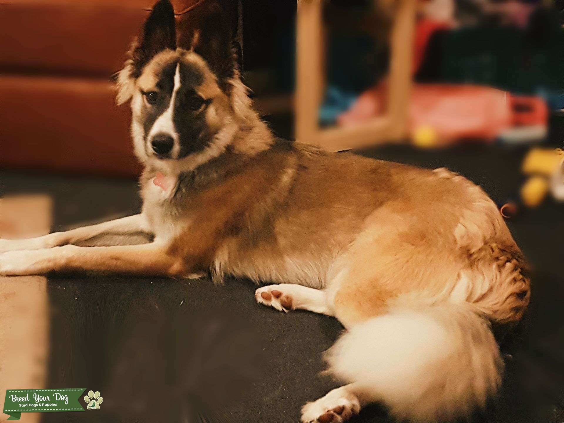 Beautiful japanese akita cross - Stud Dog in Berkshire, the United ...