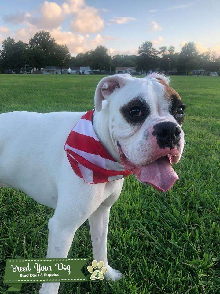 AKC registered boxer ready to stud! - Stud Dog in Norfolk Virginia, the ...