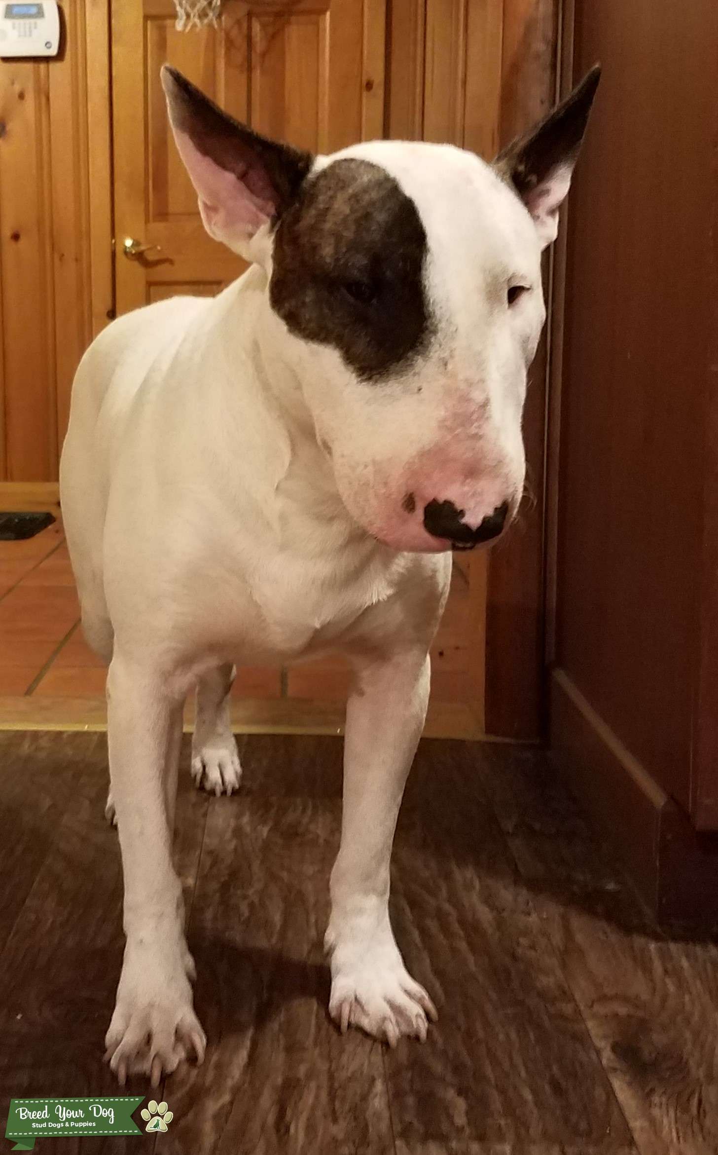 Pure Breed White Bull Terrier - Stud Dog in OH, United States | Breed ...