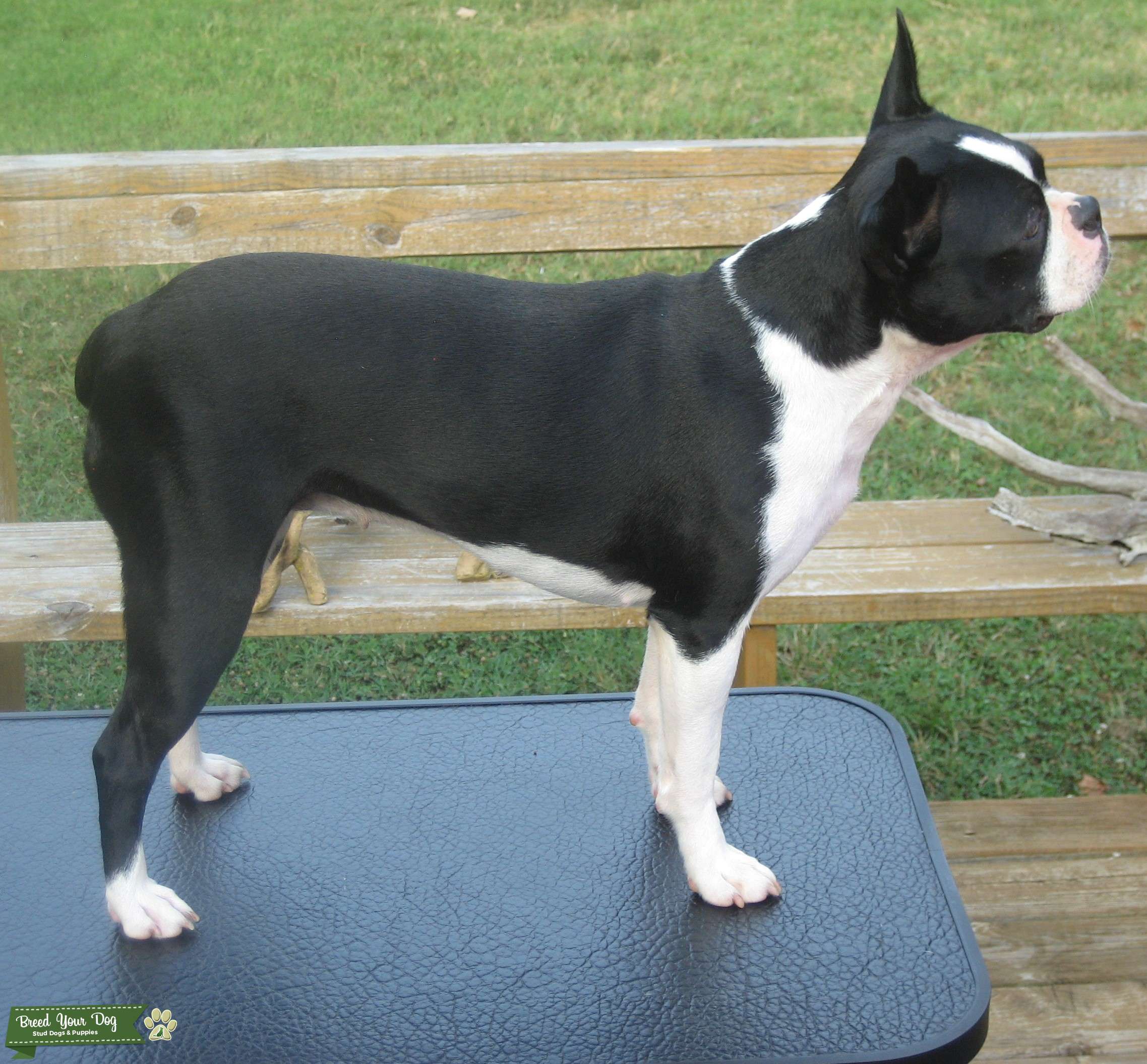 Boston Terrier Needs Male Stud AKC Only - Stud Dog in North Carolina ...