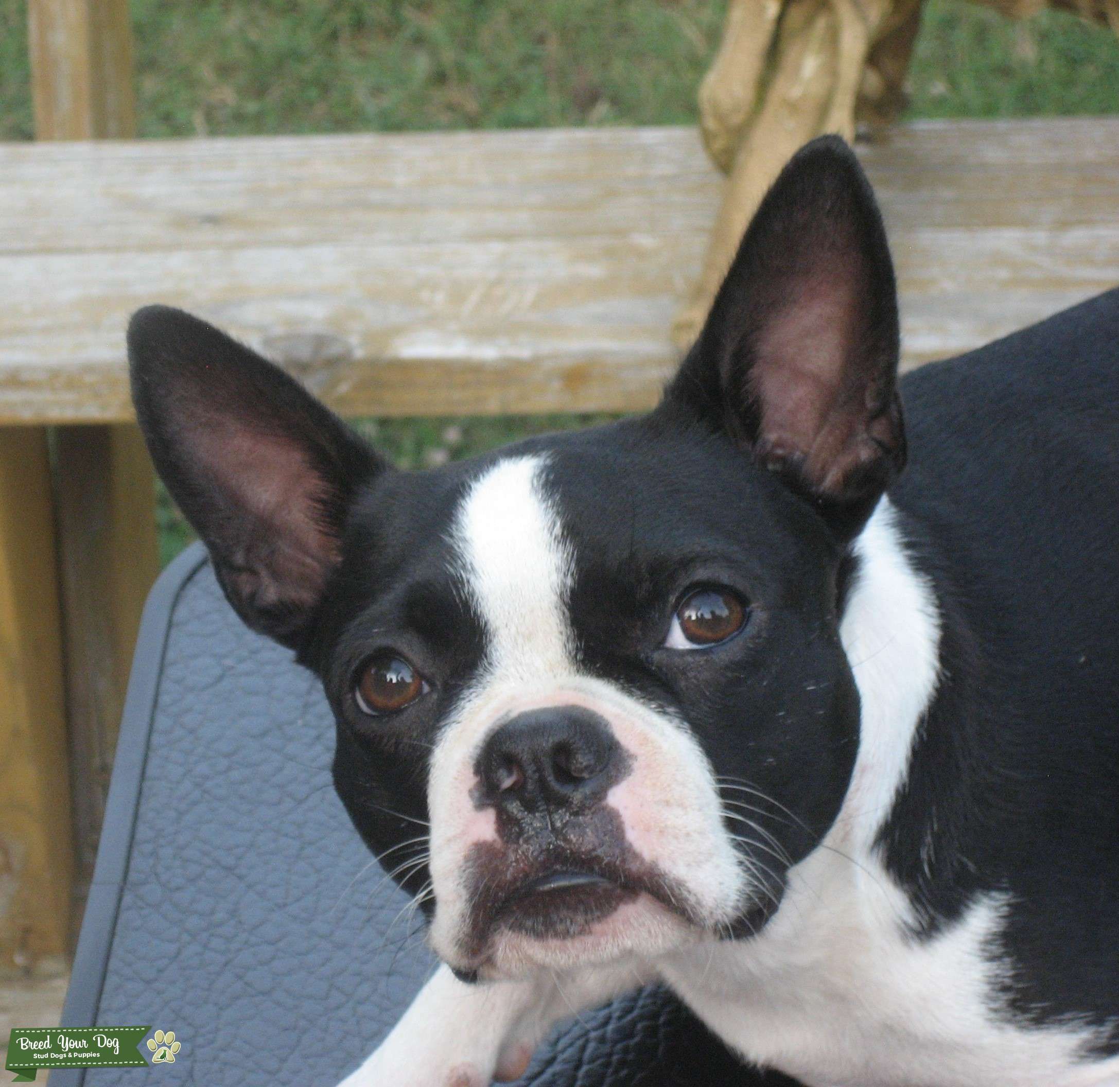 Stud Dog - Boston Terrier Needs Male Stud AKC Only - Breed Your Dog