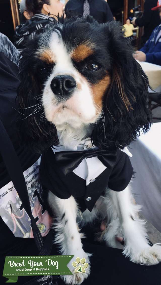 AKC Tri Cavalier King Charles Spaniel - Stud Dog in California , the ...