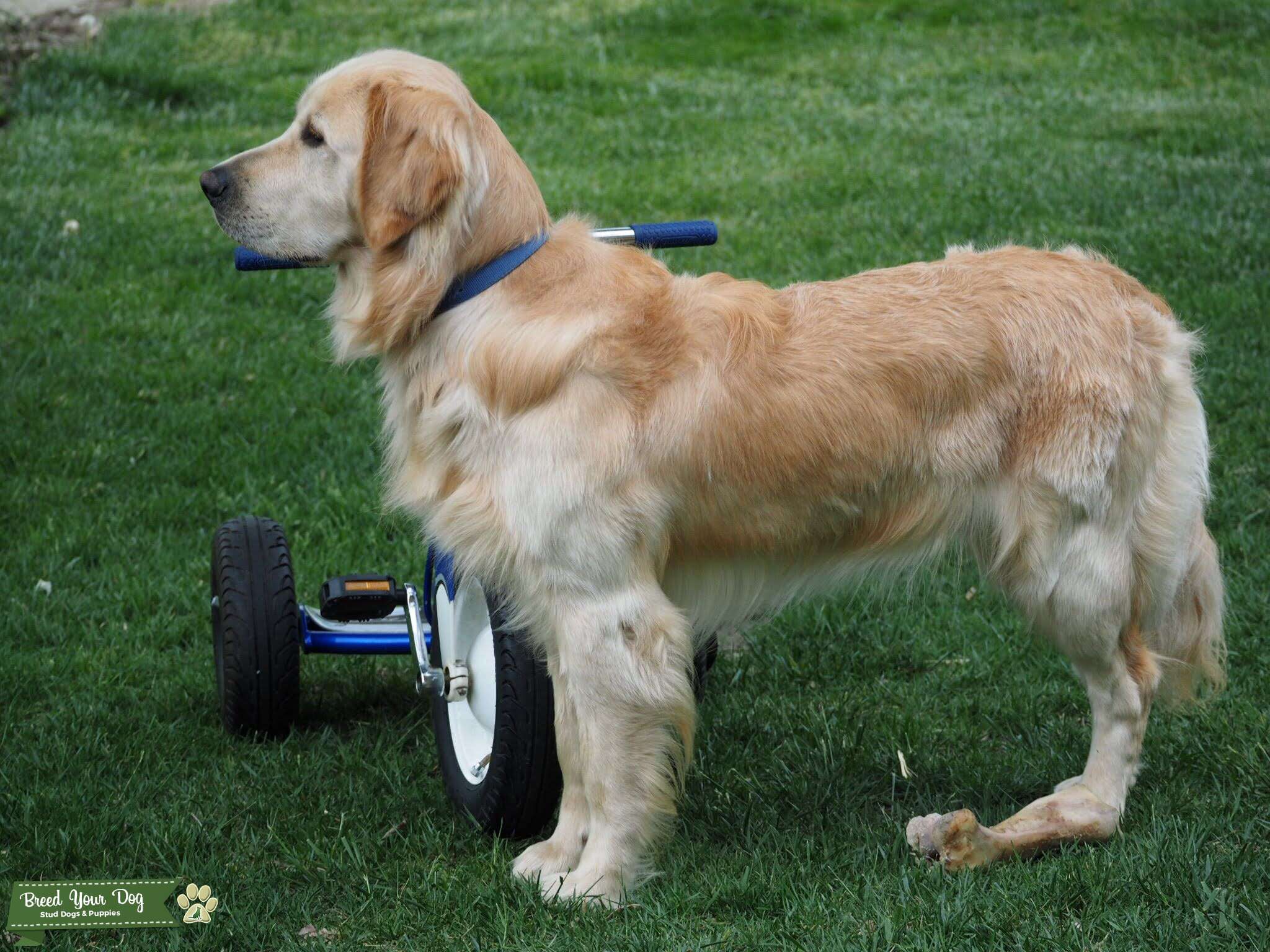 Golden English Cream Retriever - Stud Dog in Mid-Atlantic, the United ...