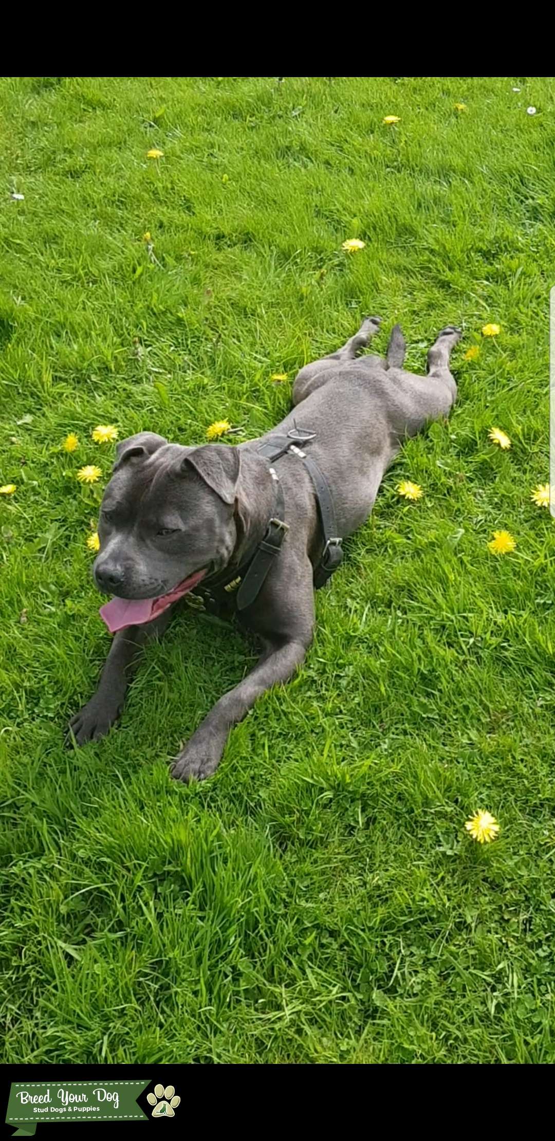 Blue Staffordshire Bull Terrier - Stud Dog in Finglas , the United ...