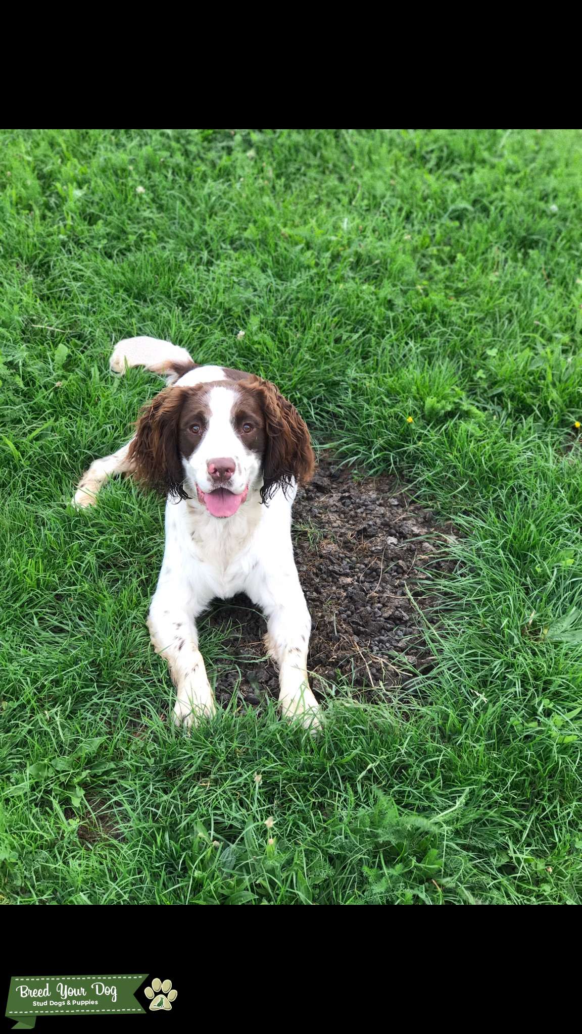 Liver and White Male English Springer Spaniel - Stud Dog in Dorset ...