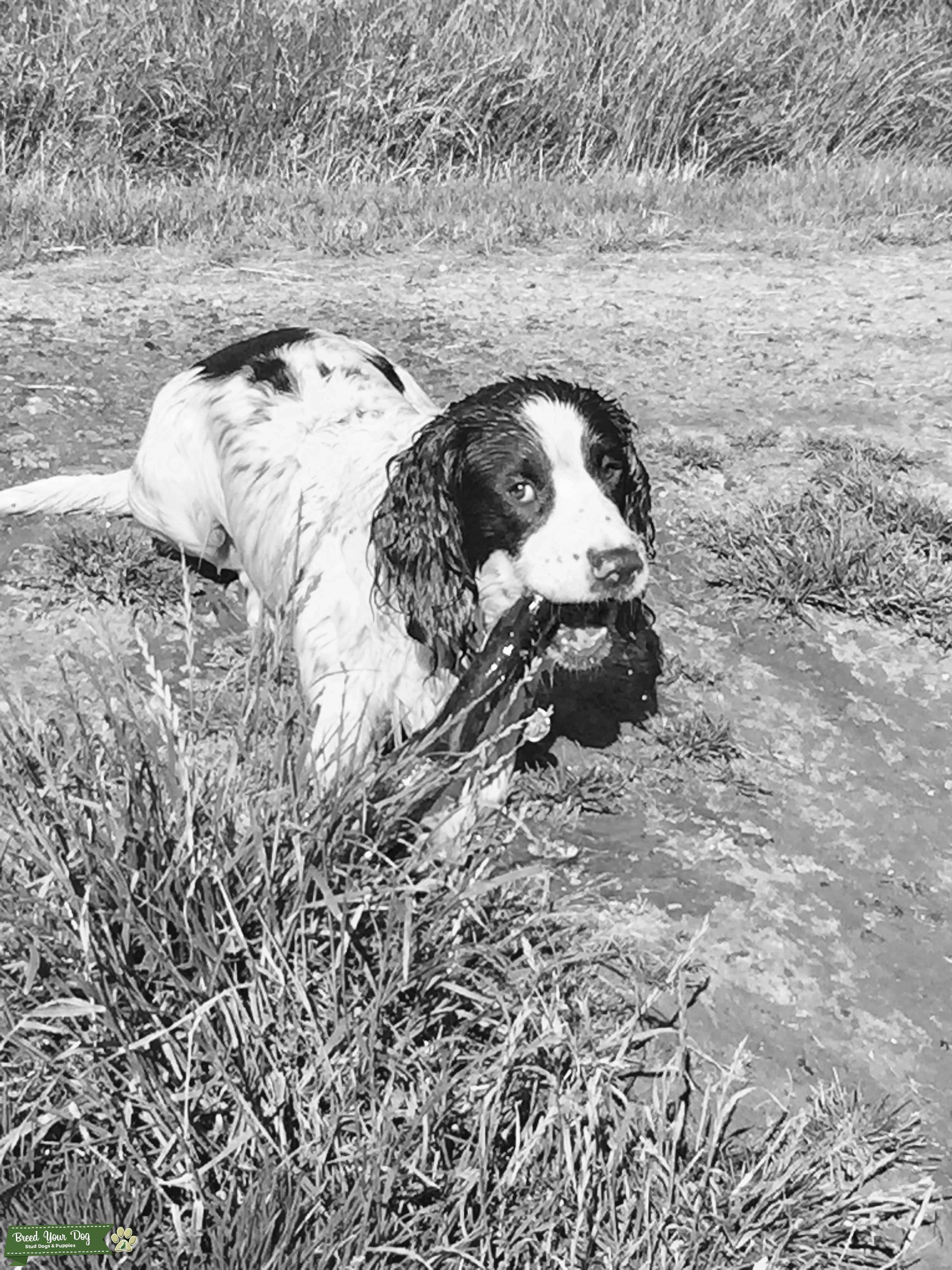 Liver and White Male English Springer Spaniel - Stud Dog in Dorset ...