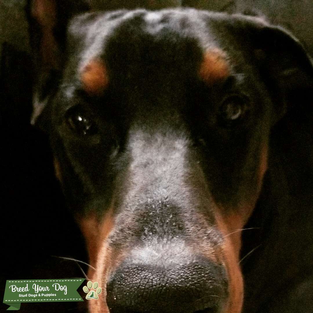 Purebred European Doberman Pinscher - Stud Dog in Colchester Vermont ...