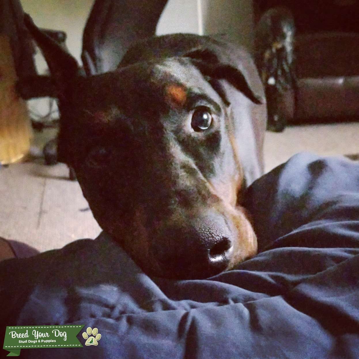 Purebred European Doberman Pinscher - Stud Dog in Colchester Vermont ...