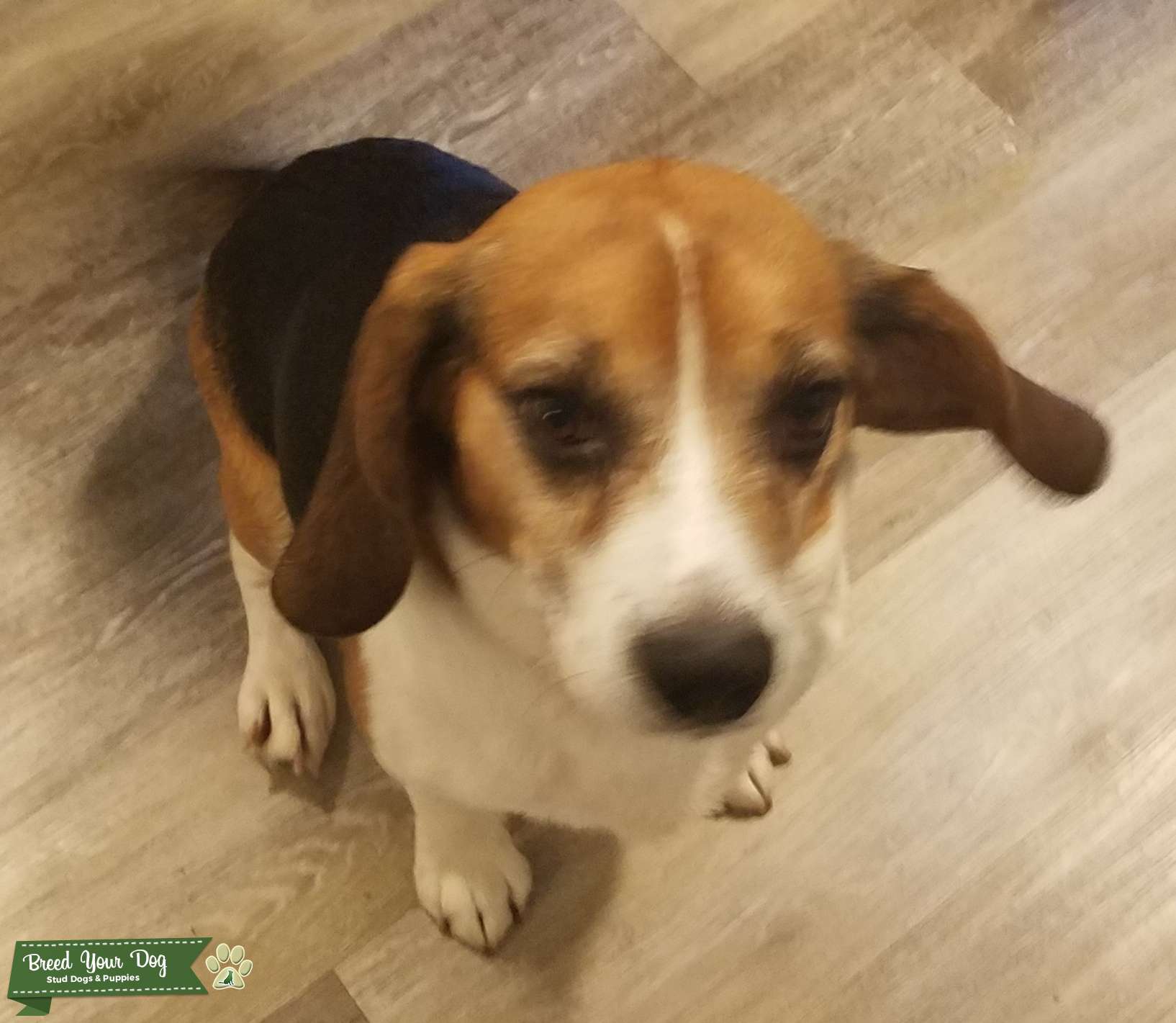 Beagle - Stud Dog in Central North Carolina, Australia | Breed Your Dog