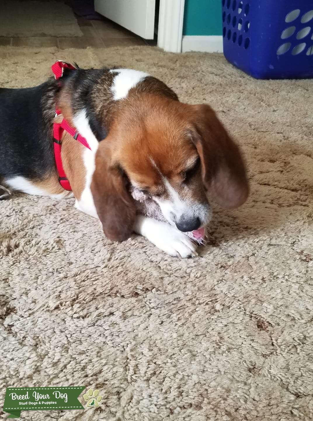 Beagle - Stud Dog in Central North Carolina, Australia | Breed Your Dog