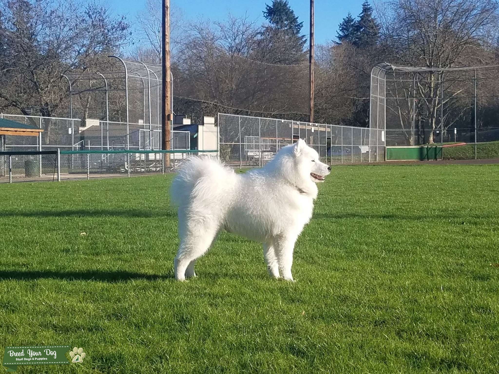 Pure White Samoyed - Stud Dog in WA, the United States | Breed Your Dog