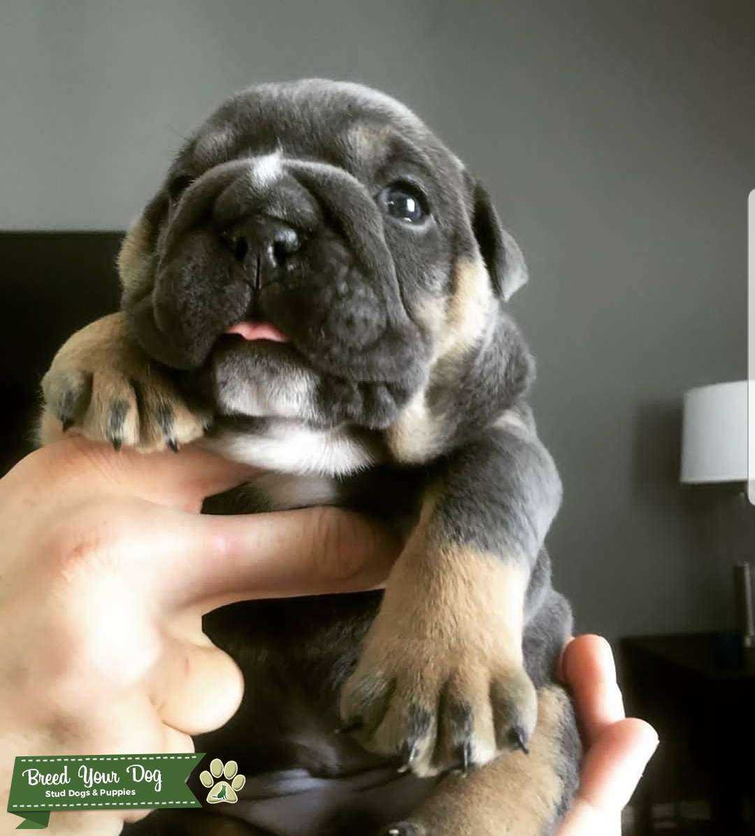 Blue Tri English bulldog - Stud Dog in California , United States ...