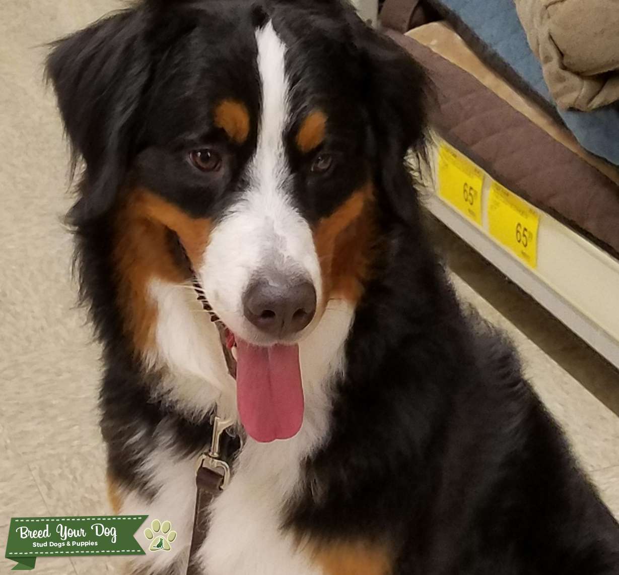 Pedigree male Bernese Mountain - Stud Dog in Northeast Ohio, the United ...