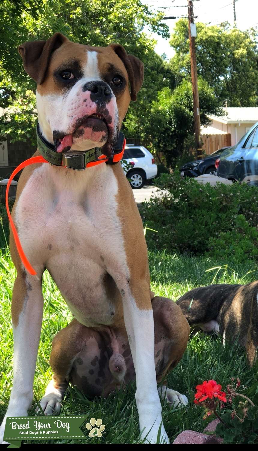 Boxer Stud - Fancy Fawn - Stud Dog in California Bay Area, the United ...
