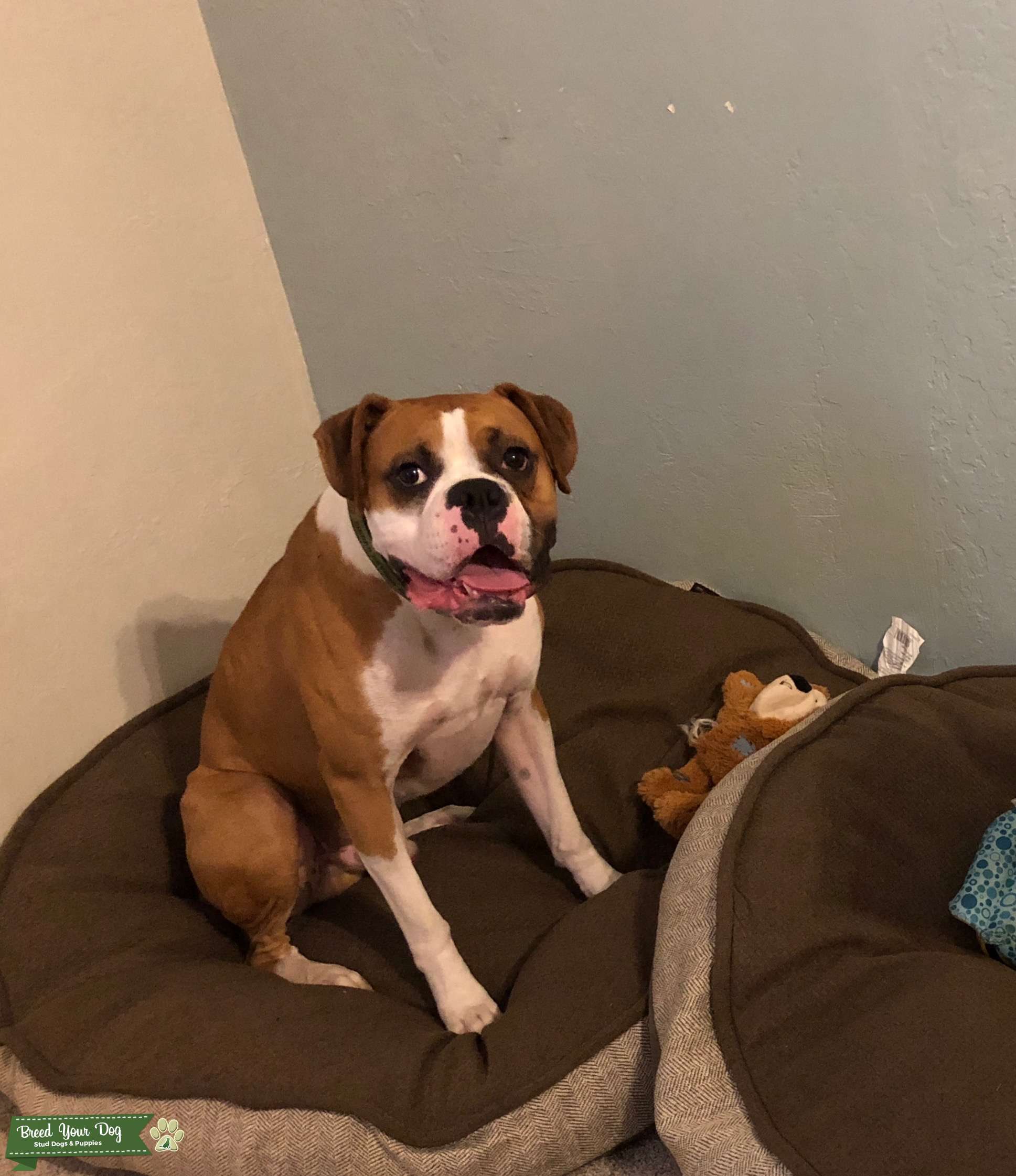 Boxer Stud - Fancy Fawn - Stud Dog in California Bay Area, the United ...