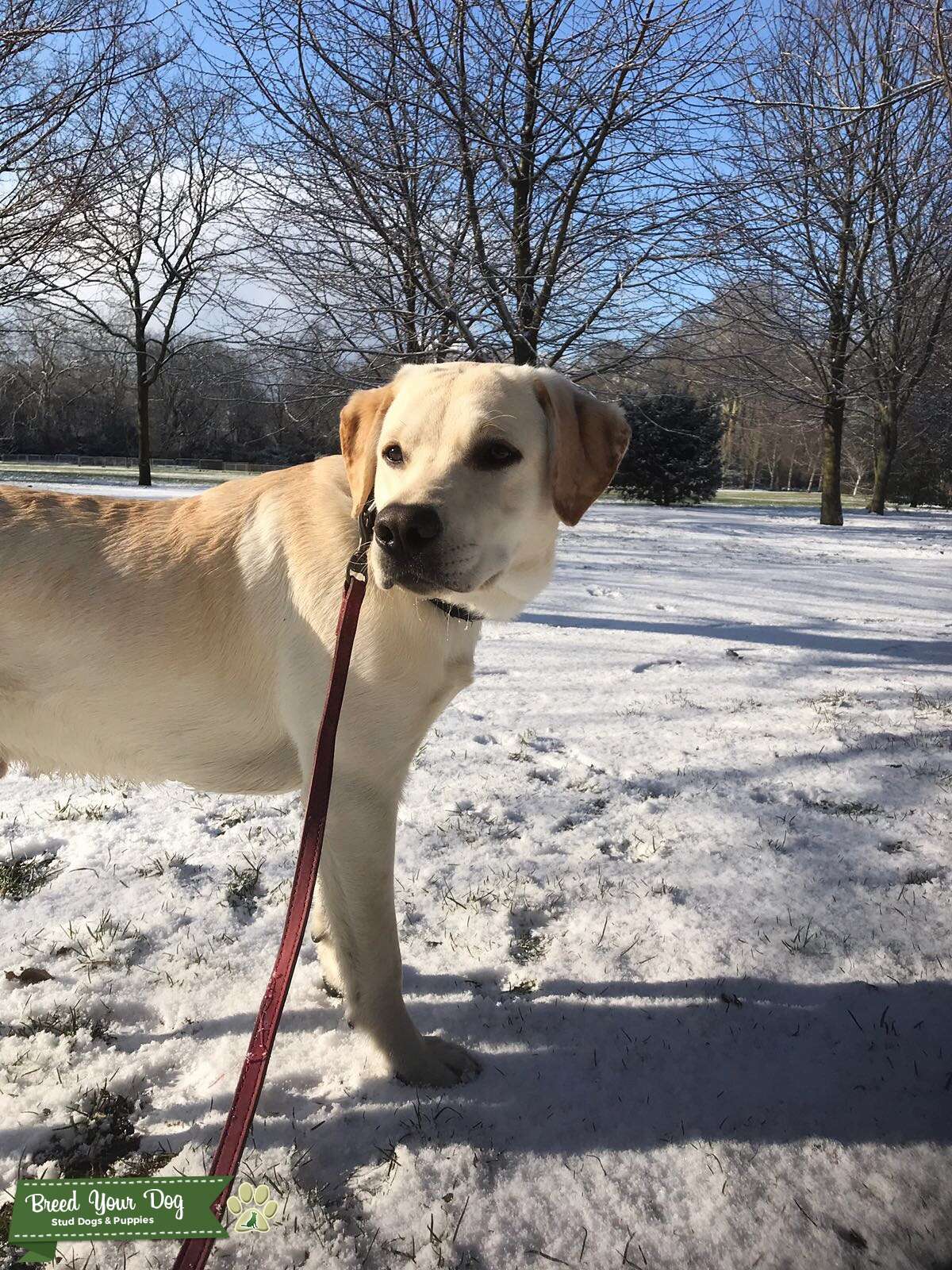 Full pedigree yellow labrador - Stud Dog in London, the United States ...
