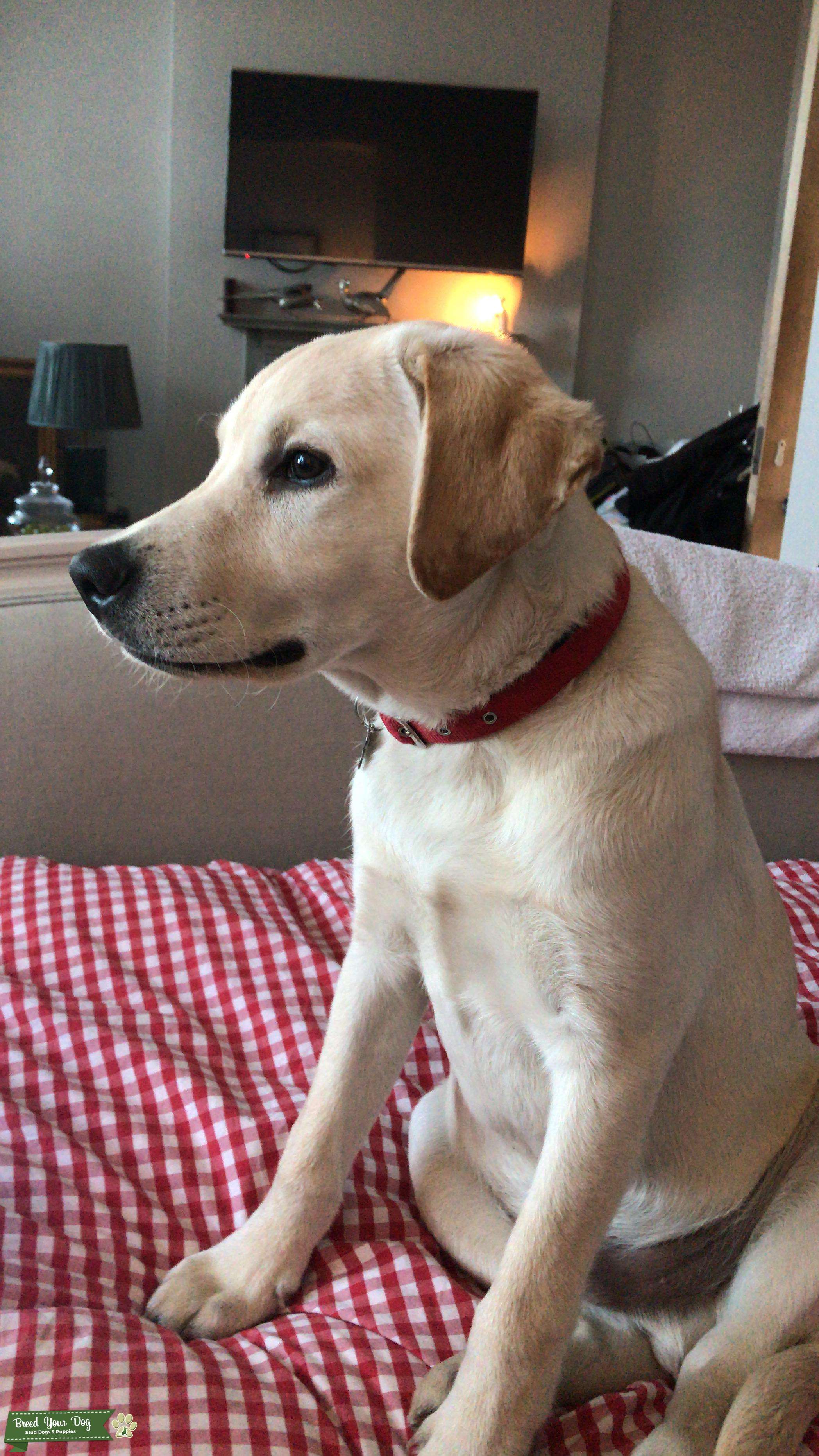 Full pedigree yellow labrador - Stud Dog in London, the United States ...