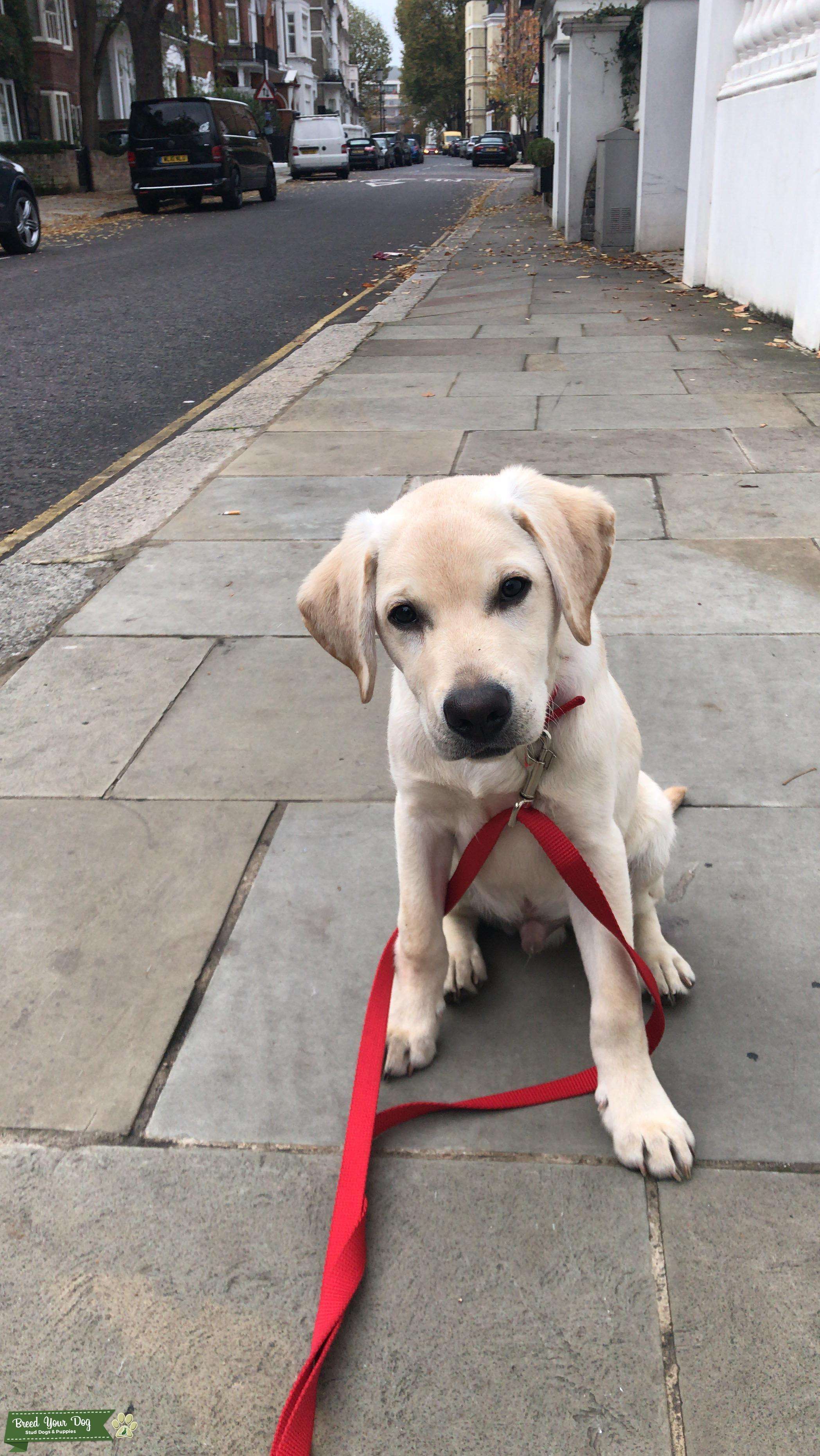 Full pedigree yellow labrador - Stud Dog in London, the United States ...
