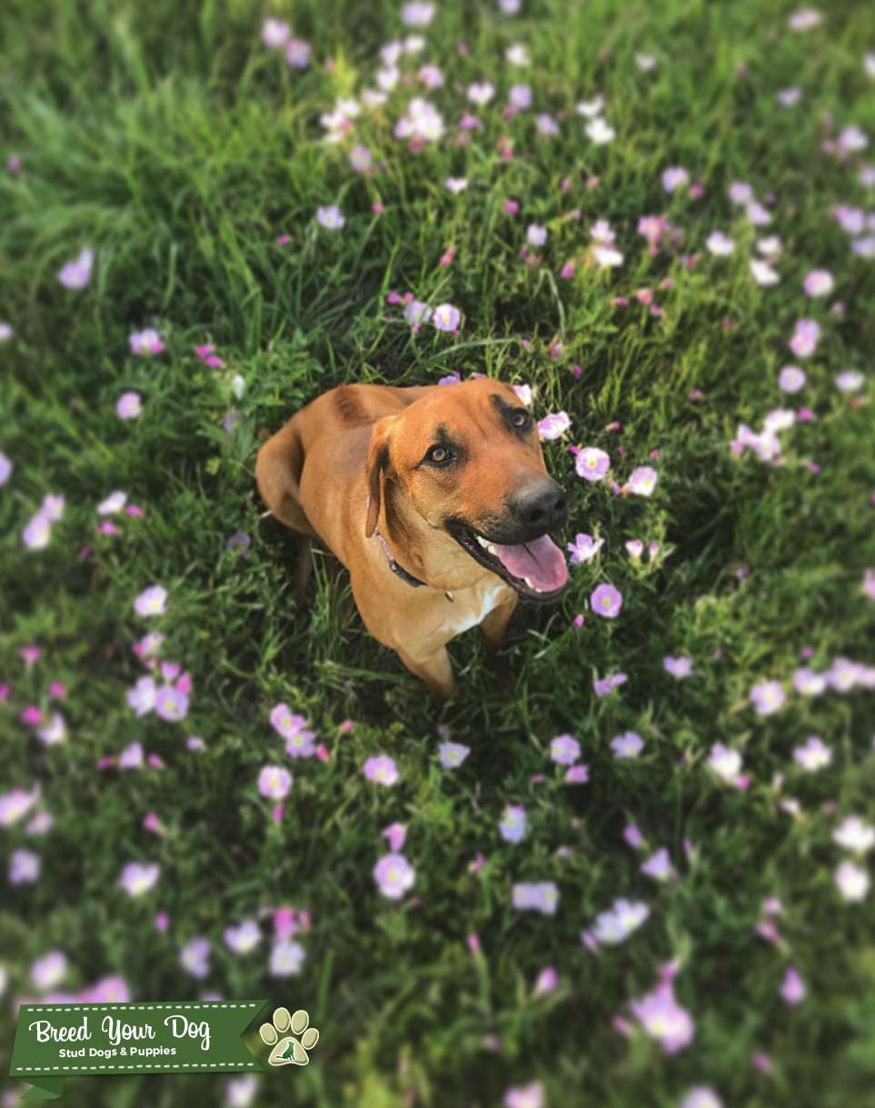 Red Rhodesian Ridgeback - Stud Dog in South Texas , United States ...