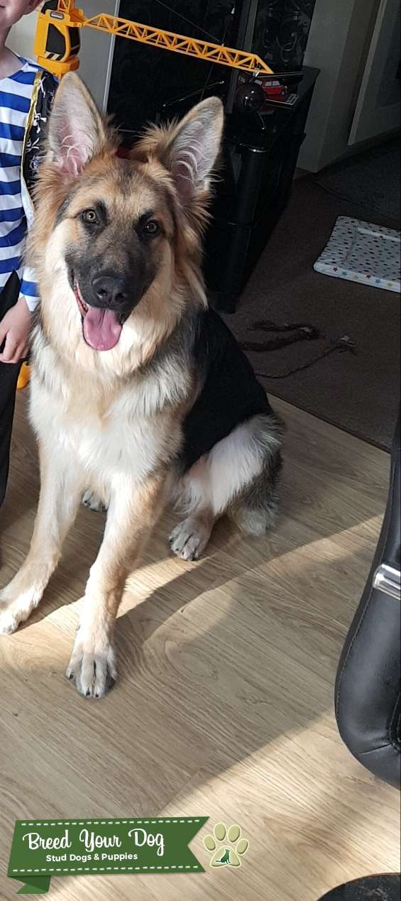 Black and tan German Shepard - Stud Dog in Lancashire, United States ...