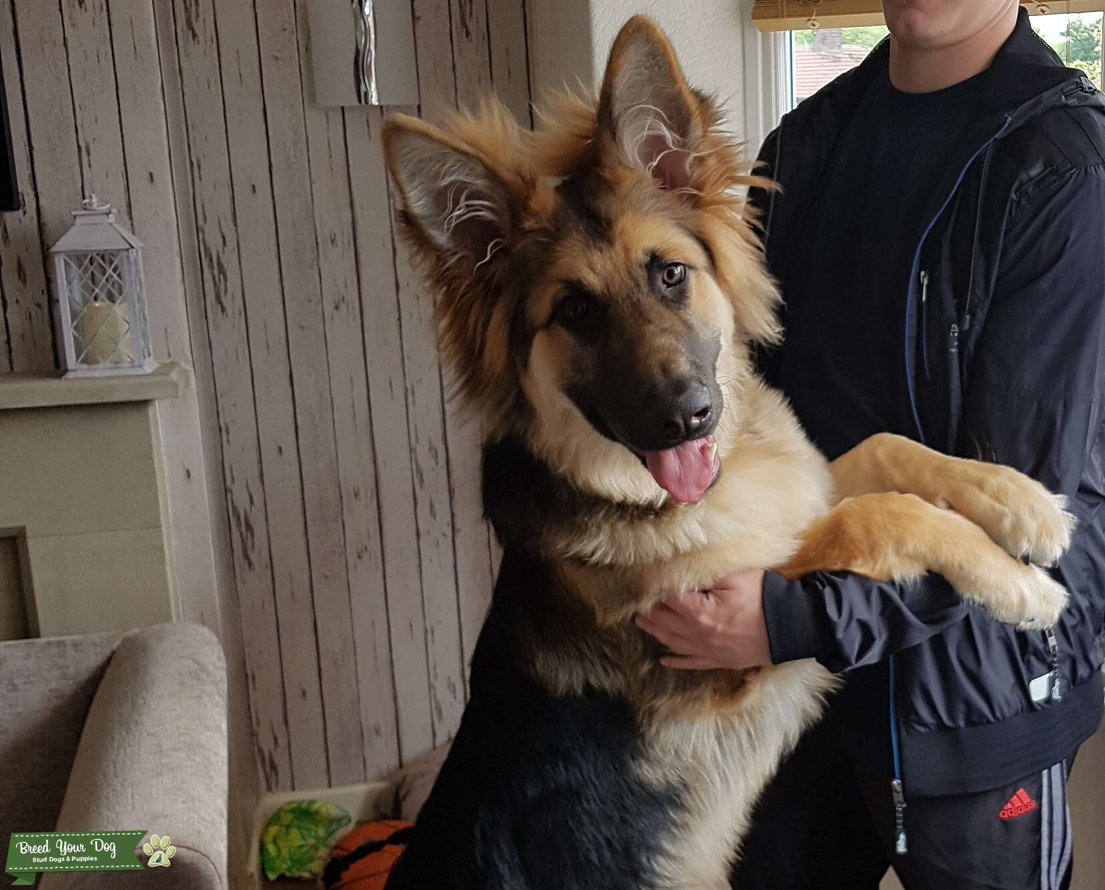Black and tan German Shepard - Stud Dog in Lancashire, United States ...