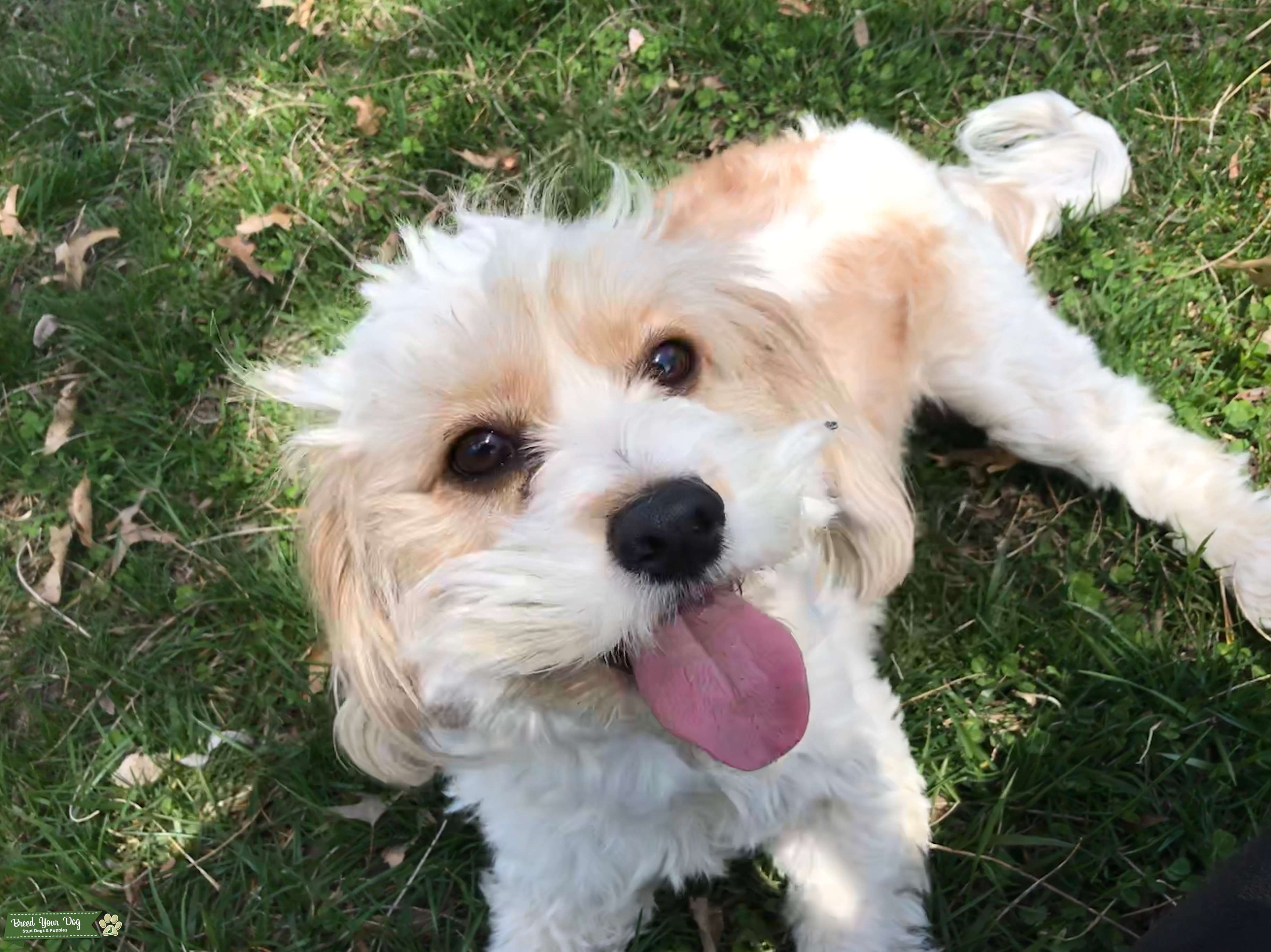 Cavapoo - Stud Dog in Midwest, United States | Breed Your Dog