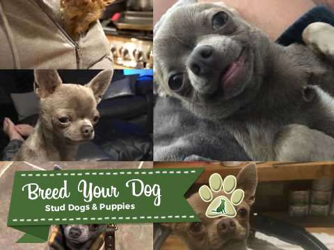 Pedro The Studmeister is now available!! - Stud Dog in West Yorkshire ...