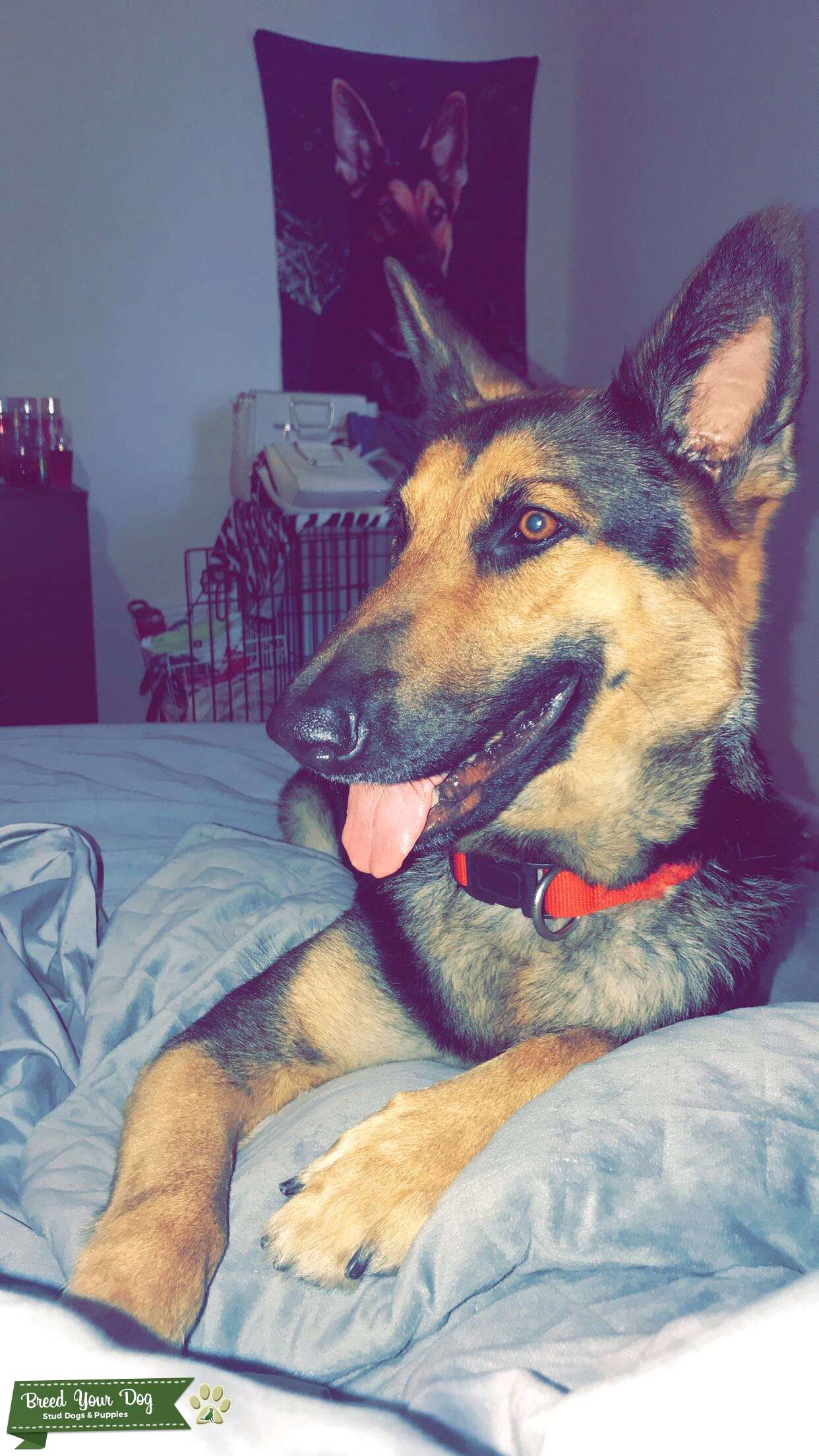 Female dog - Stud Dog in Florida, United States | Breed Your Dog