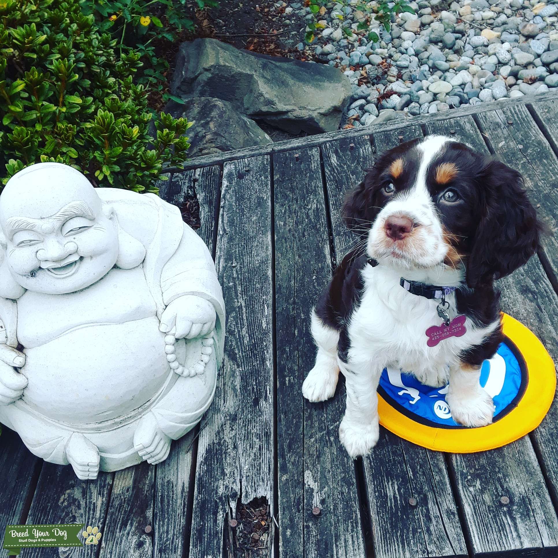 Tri color English Springer spaniel LOVELY GIRL - Stud Dog in Washington ...